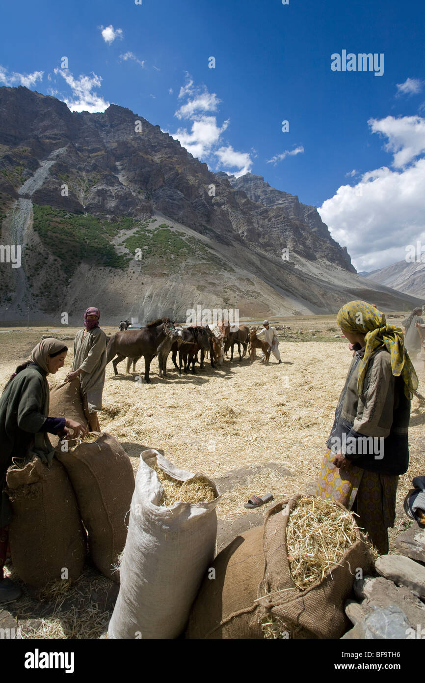 People working on the threshing field. Dras village. Kashmir. India ...