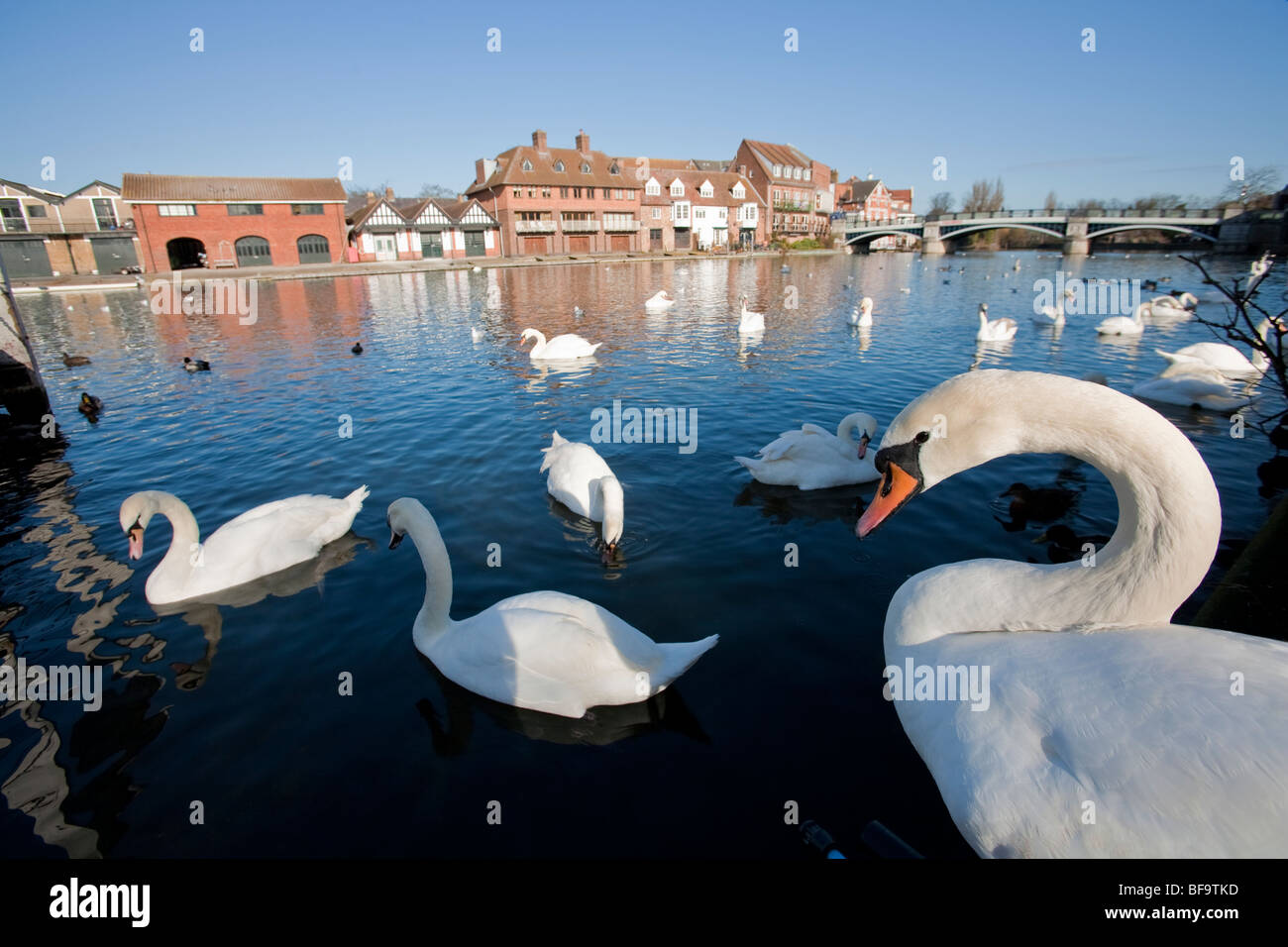 Close up of swan with ducks and swans in background on River Thames ...