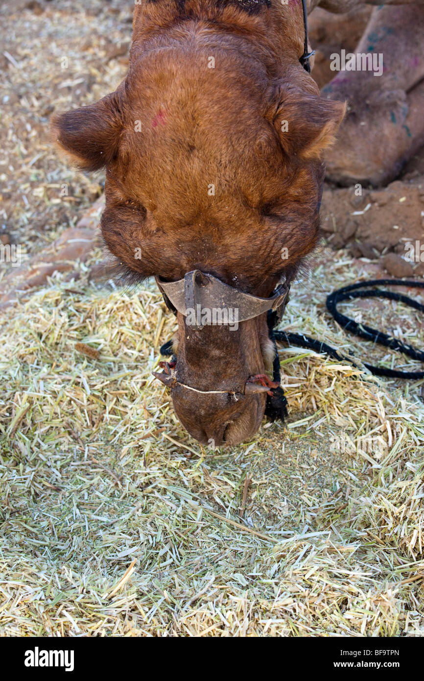 Straw camel hi-res stock photography and images - Alamy