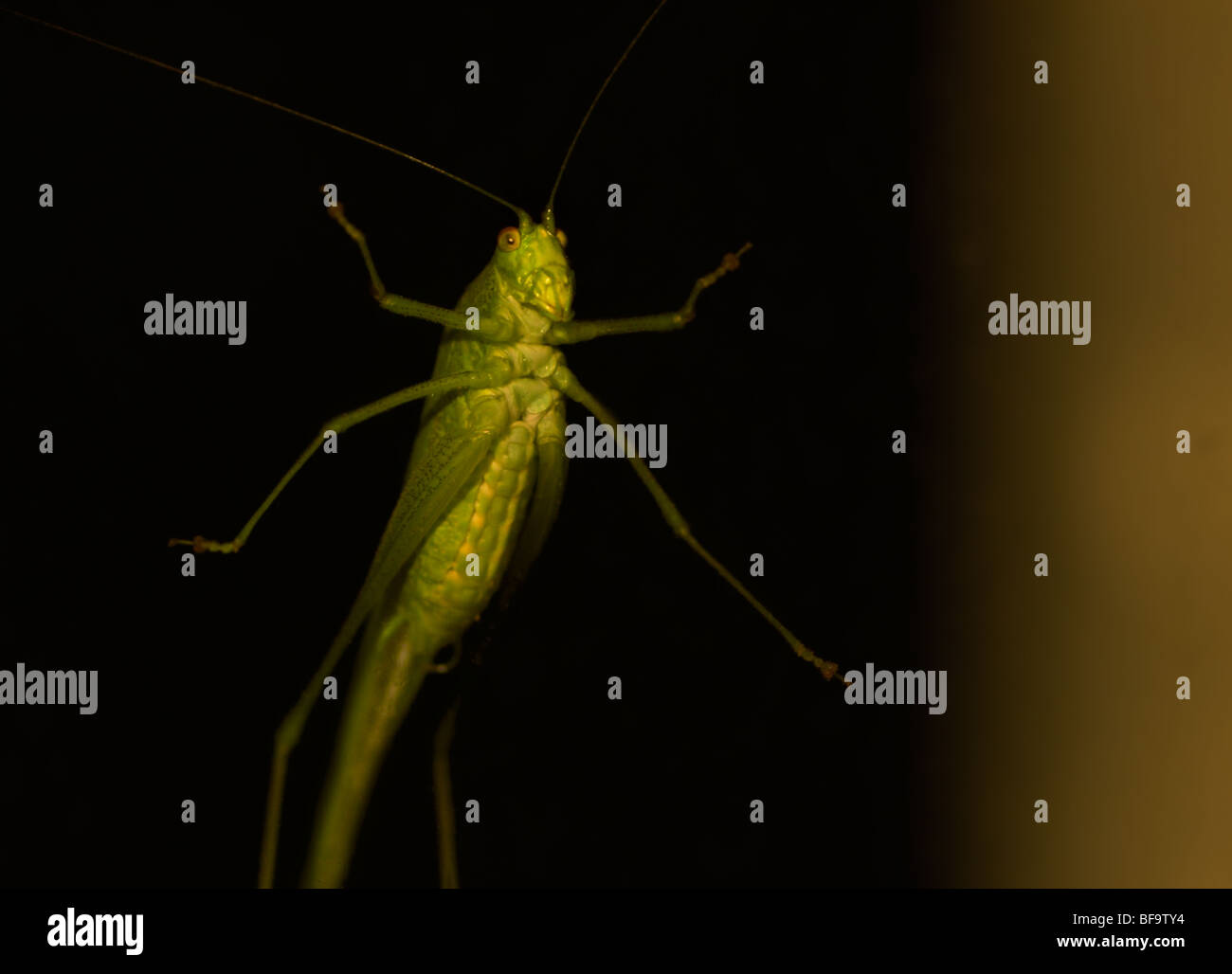 grasshopper sitting on a window-pane with dark background Stock Photo ...