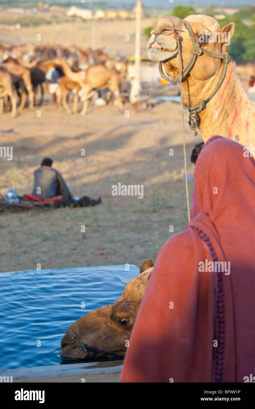 Camels drinking water from a trough at the Camel Fair in Pushkar India ...