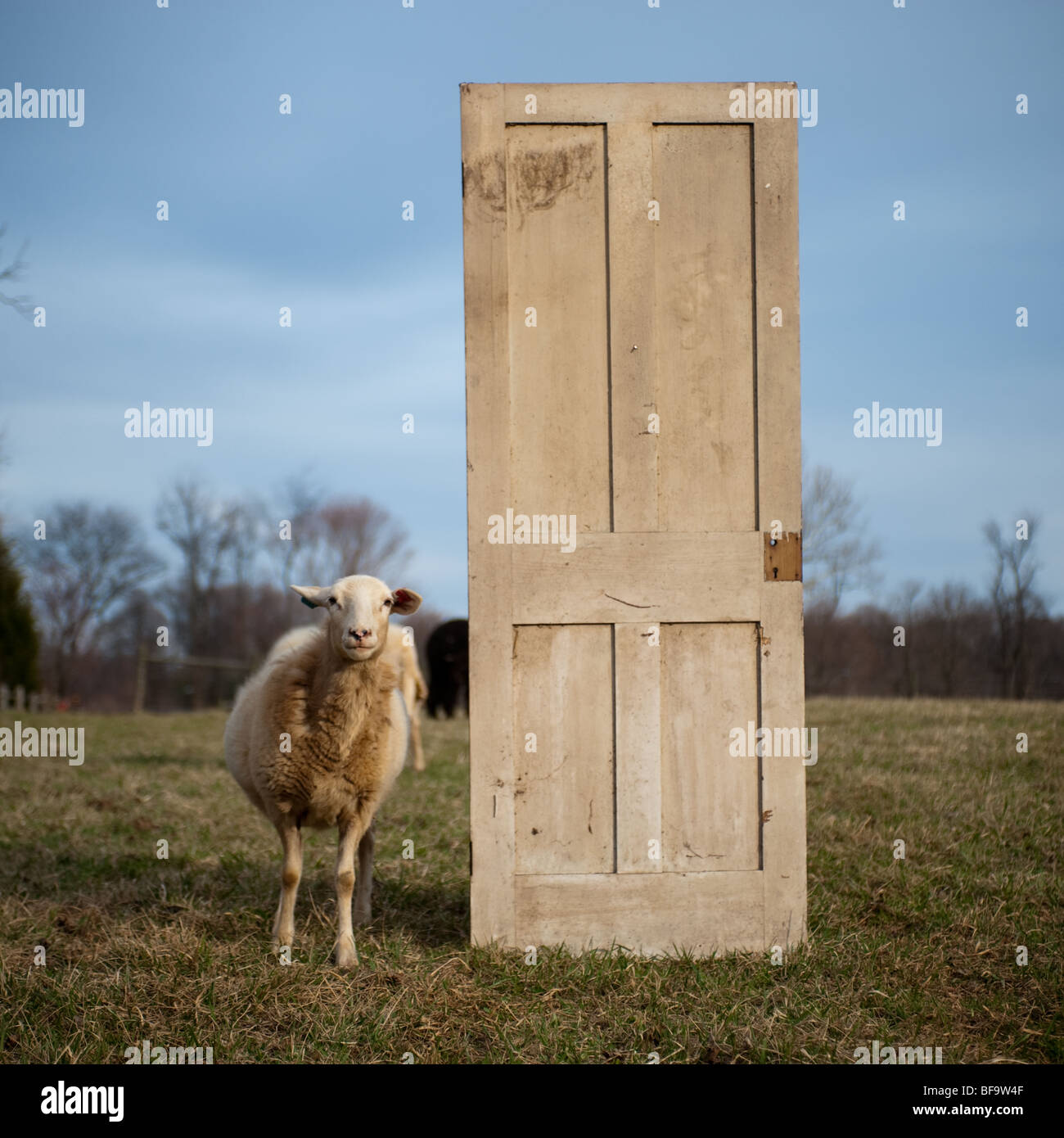 sheep next to door in Field , Fallston Maryland Stock Photo - Alamy
