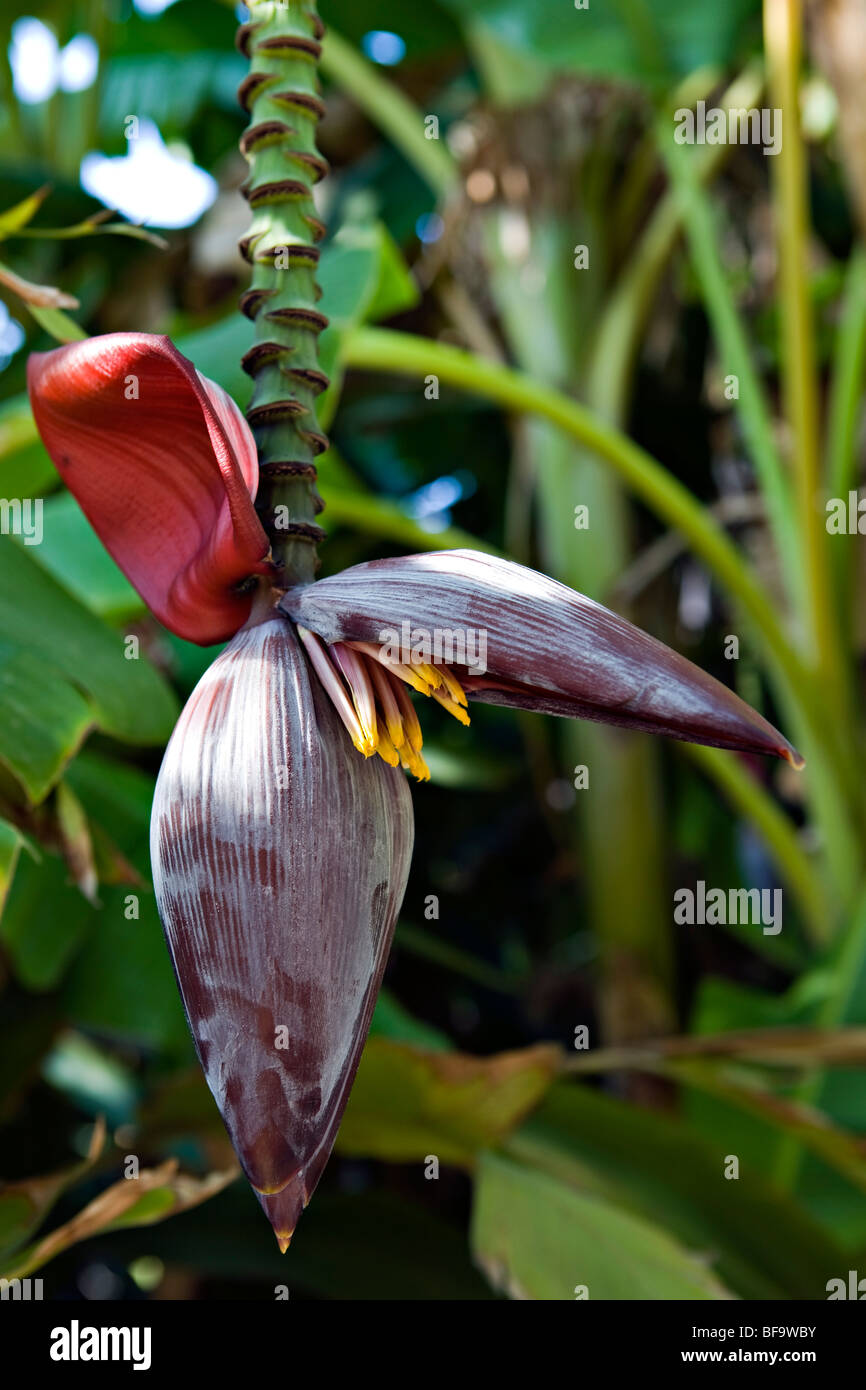 Banana plant flower hi-res stock photography and images - Alamy