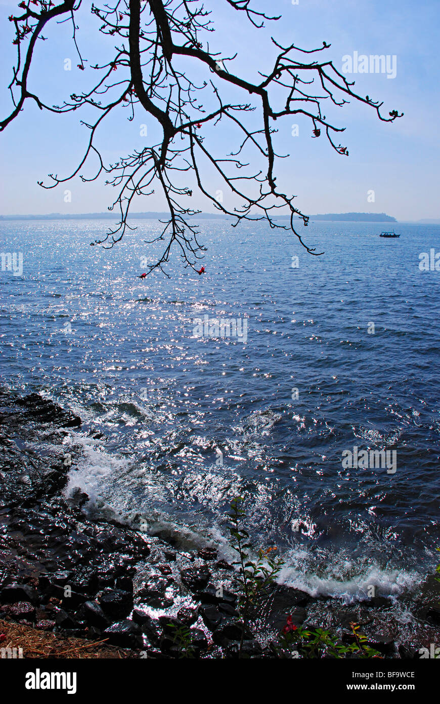 Tree overlooking Arabian Sea Stock Photo - Alamy