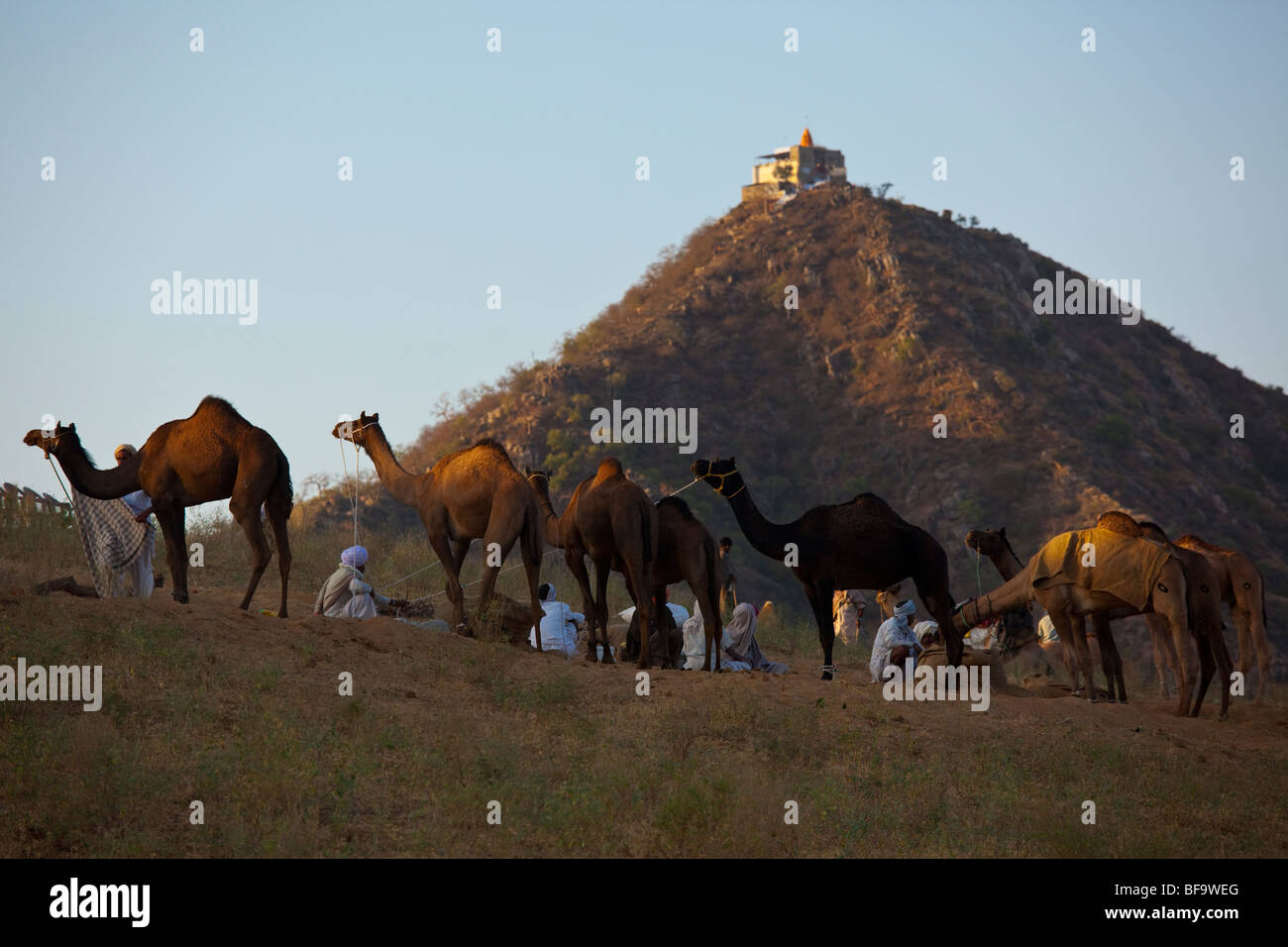 Camels on a hill in front of Savitri Temple during Camel Faire in ...