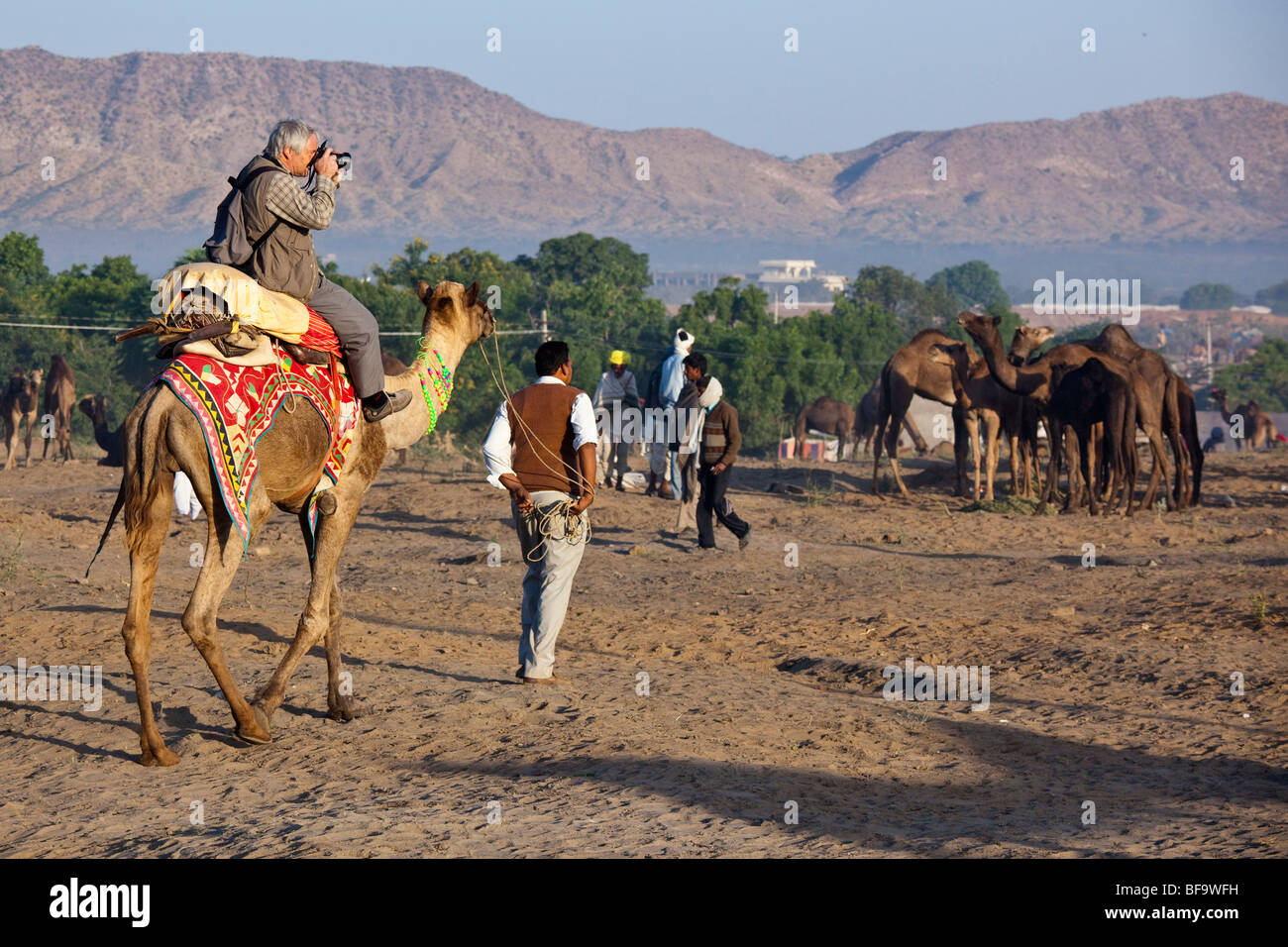 Tourist riding a camel and taking pictures at the Camel Fair in Pushkar ...