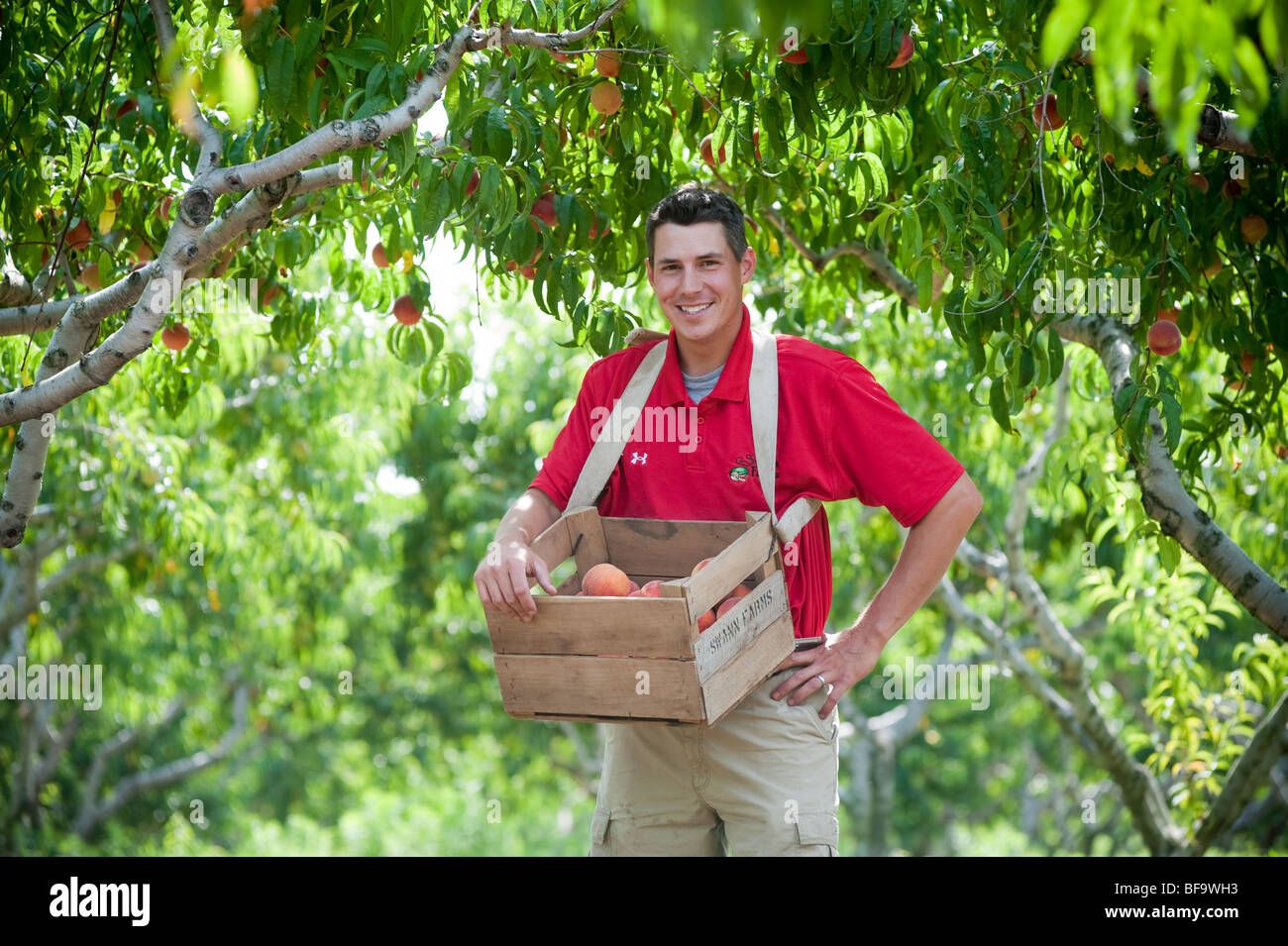 Swann Farm , Owings Maryland, peaches and produce Stock Photo - Alamy