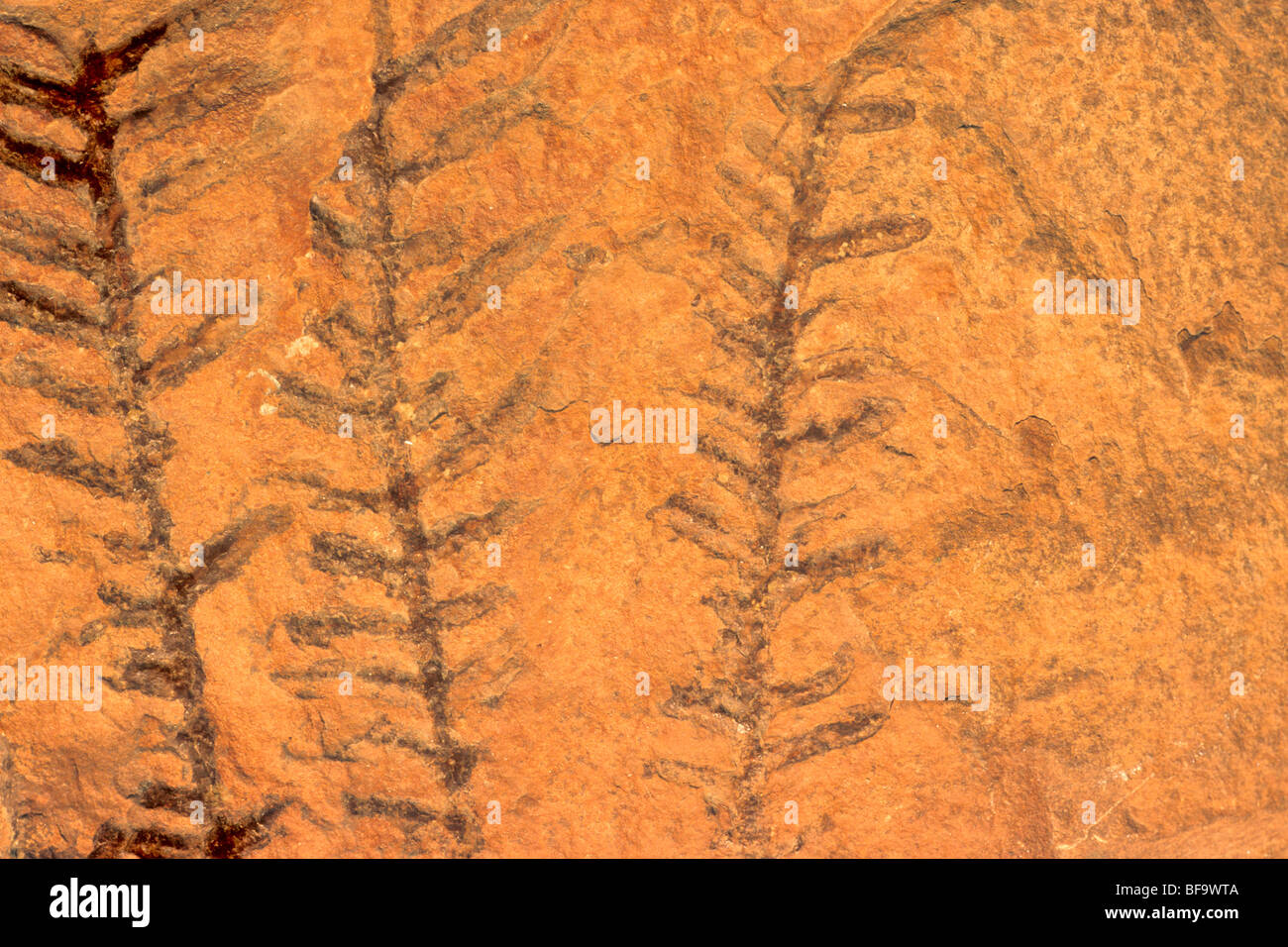 Fossil ferns from Hermit Shale, early Permian age, museum collection ...