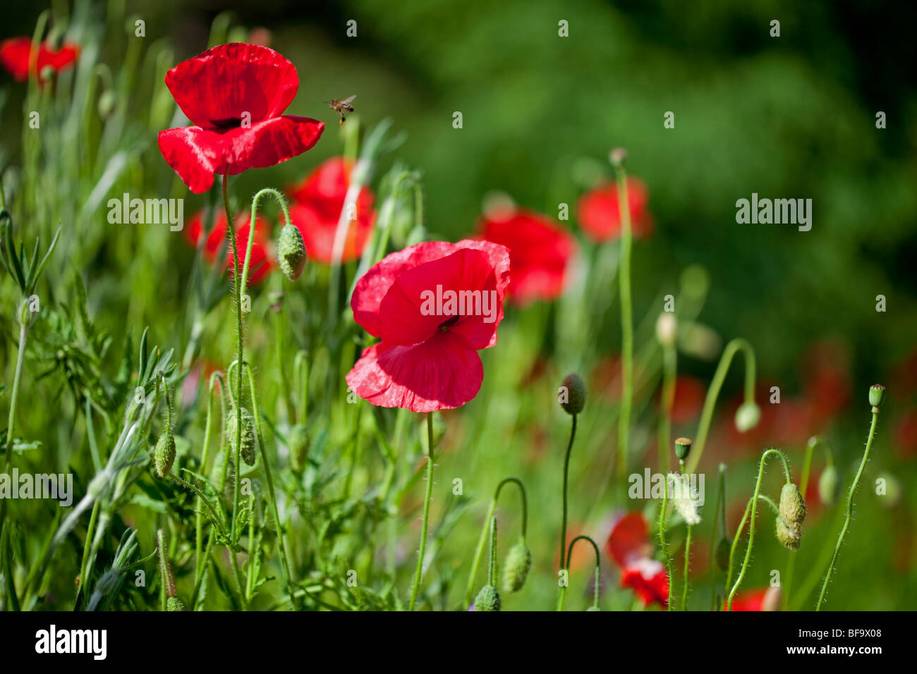 For poppy day hi-res stock photography and images - Alamy
