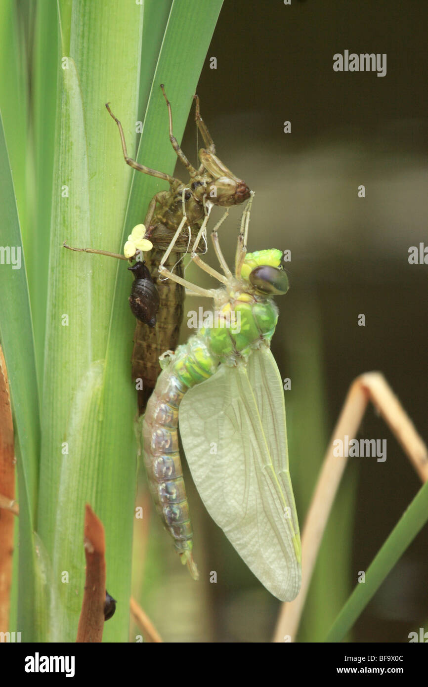 Papu Emerging From Nymph