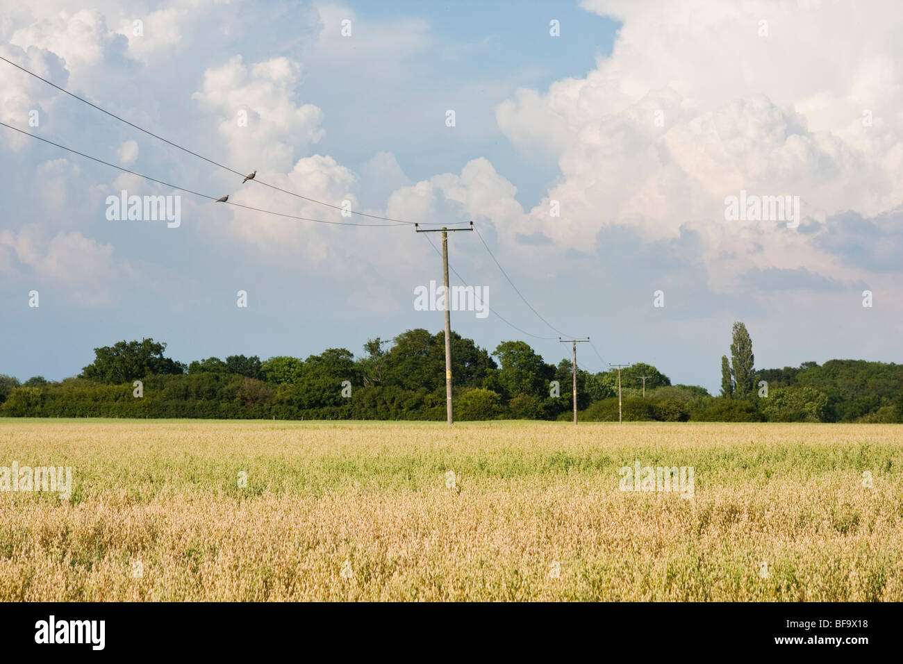 Downs link sussex hi-res stock photography and images - Alamy