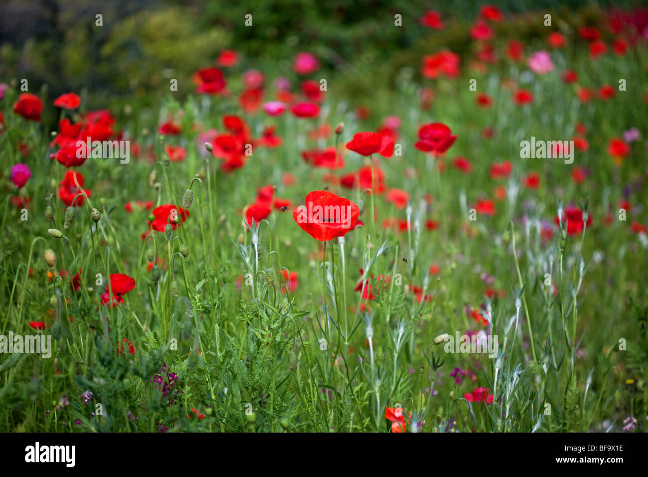 Naturalised planting of poppies Stock Photo - Alamy