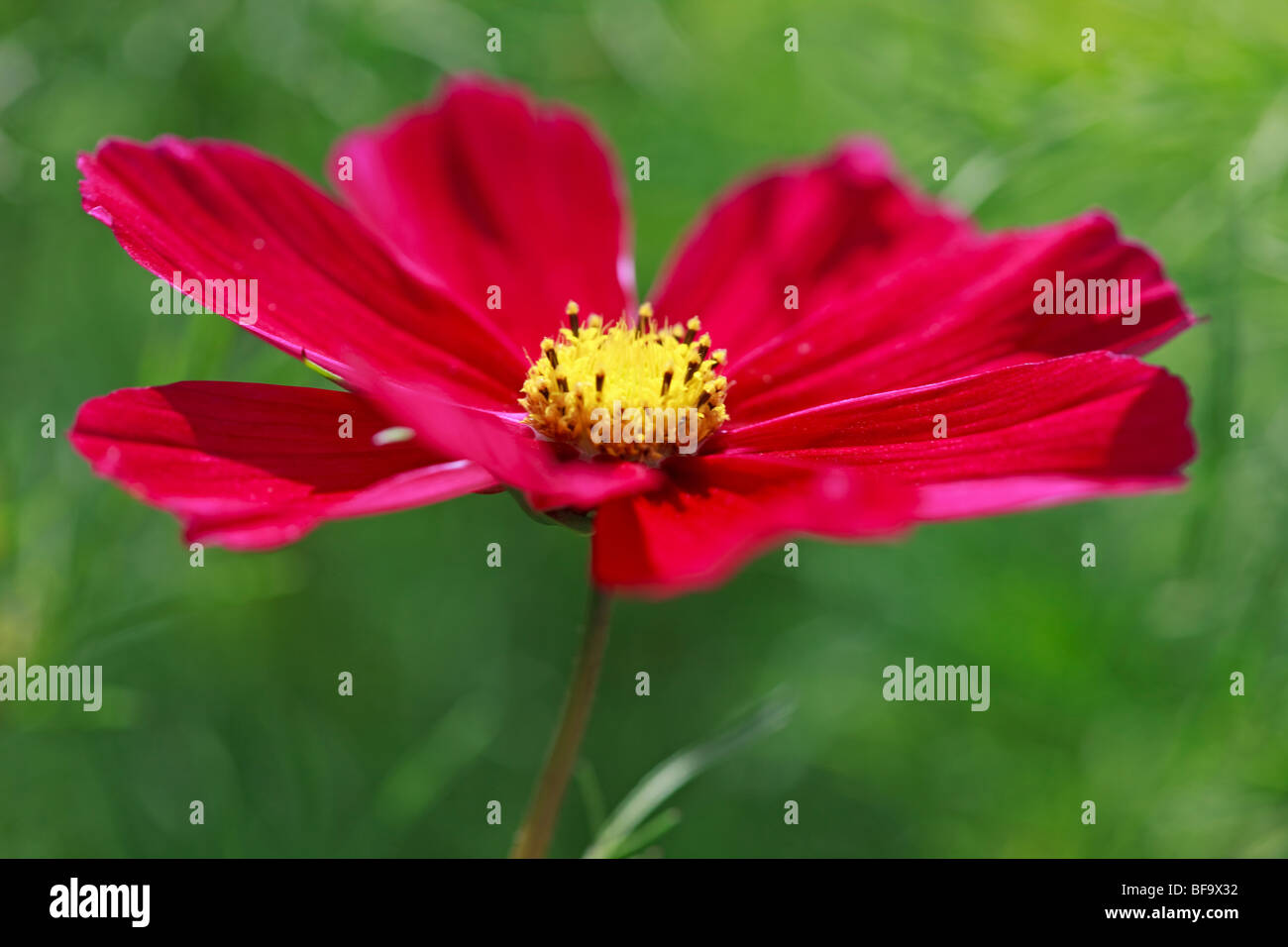 Deep pinky red Cosmos flower Stock Photo - Alamy