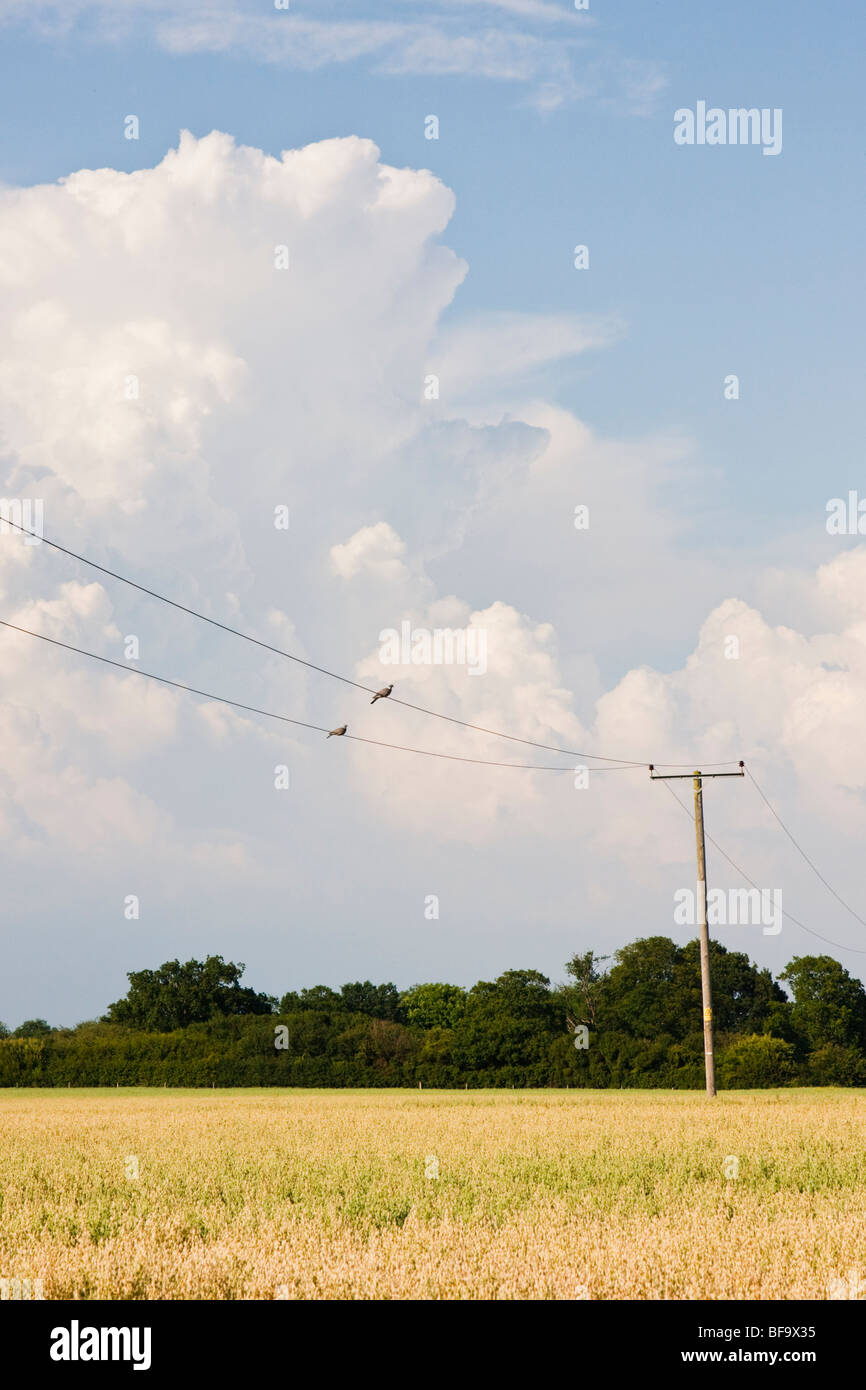 Large clouds loom along Downs Link Cycle path in Sussex Stock Photo - Alamy