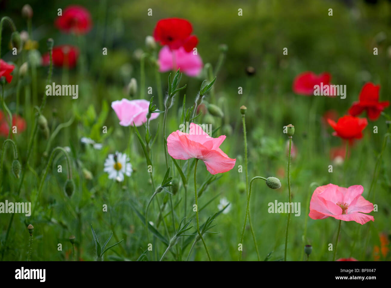 Naturalised planting of poppies Stock Photo - Alamy