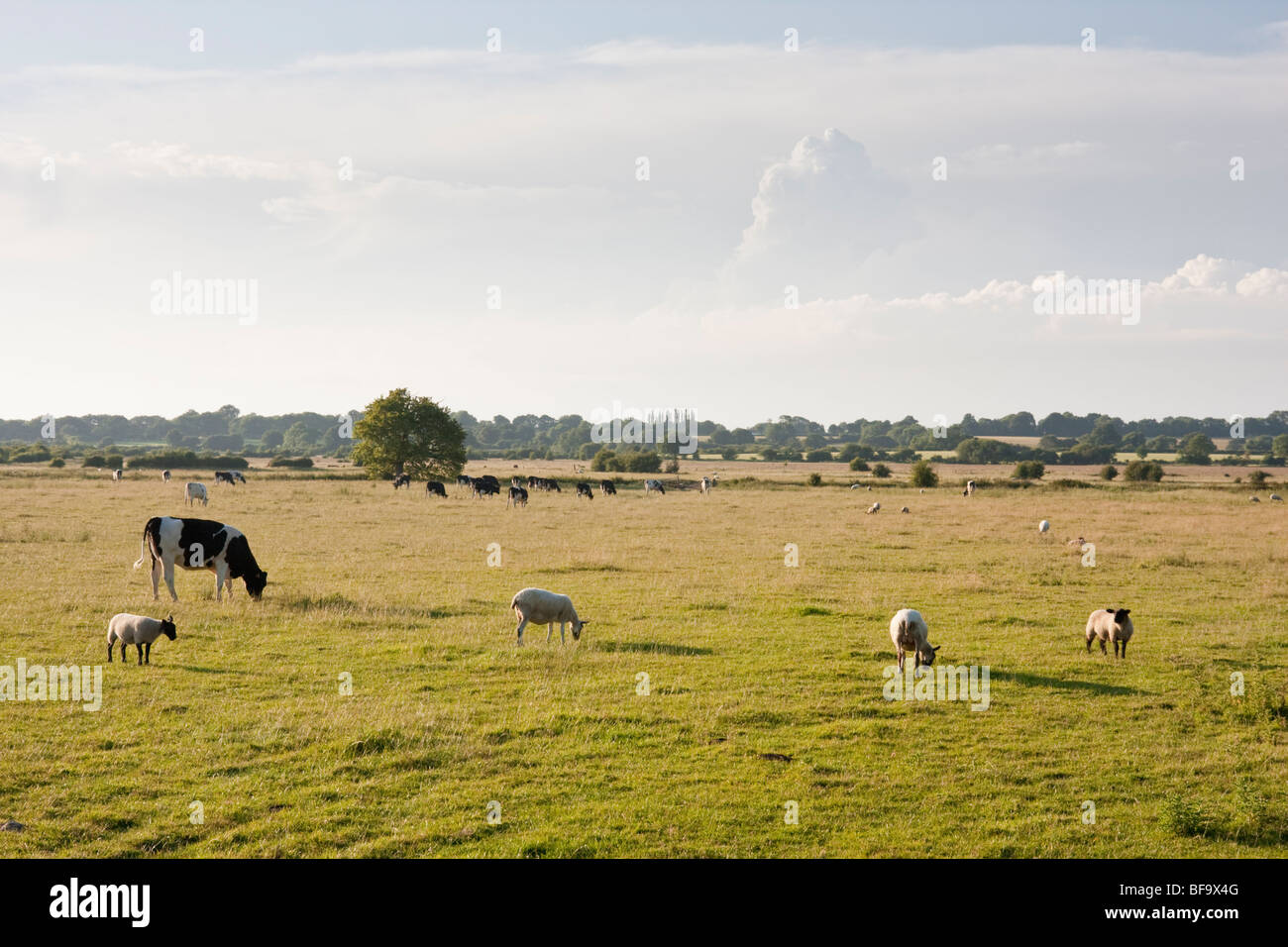 Cows and sheep grazing along Downs Link Cycle path in Sussex Stock ...