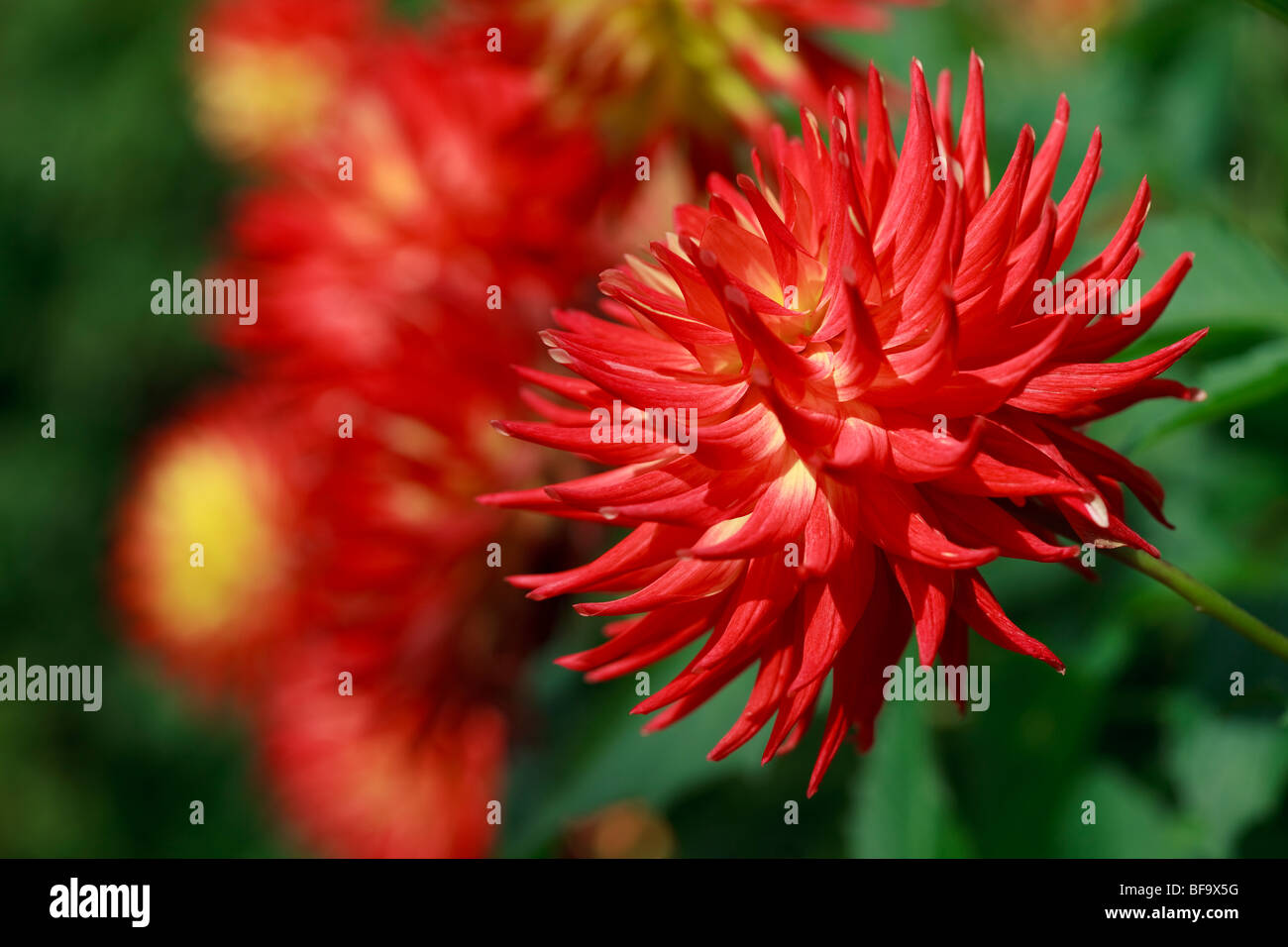Red Dahlia Stock Photos & Red Dahlia Stock Images - Alamy