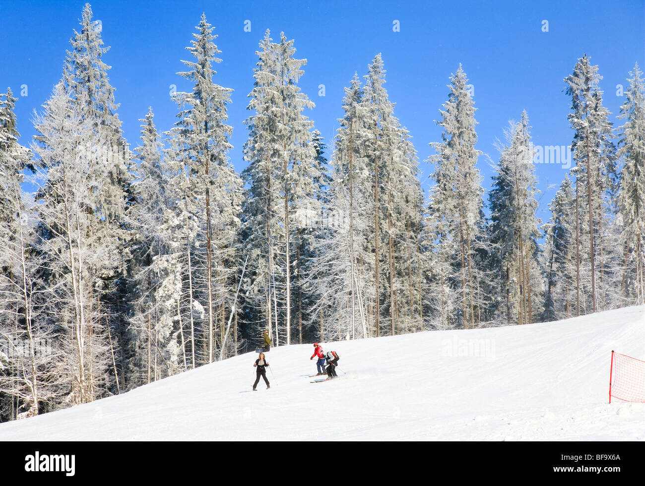 Winter alpine skiing downhill and skier on (Bukovel ski resort, Ukraine ...