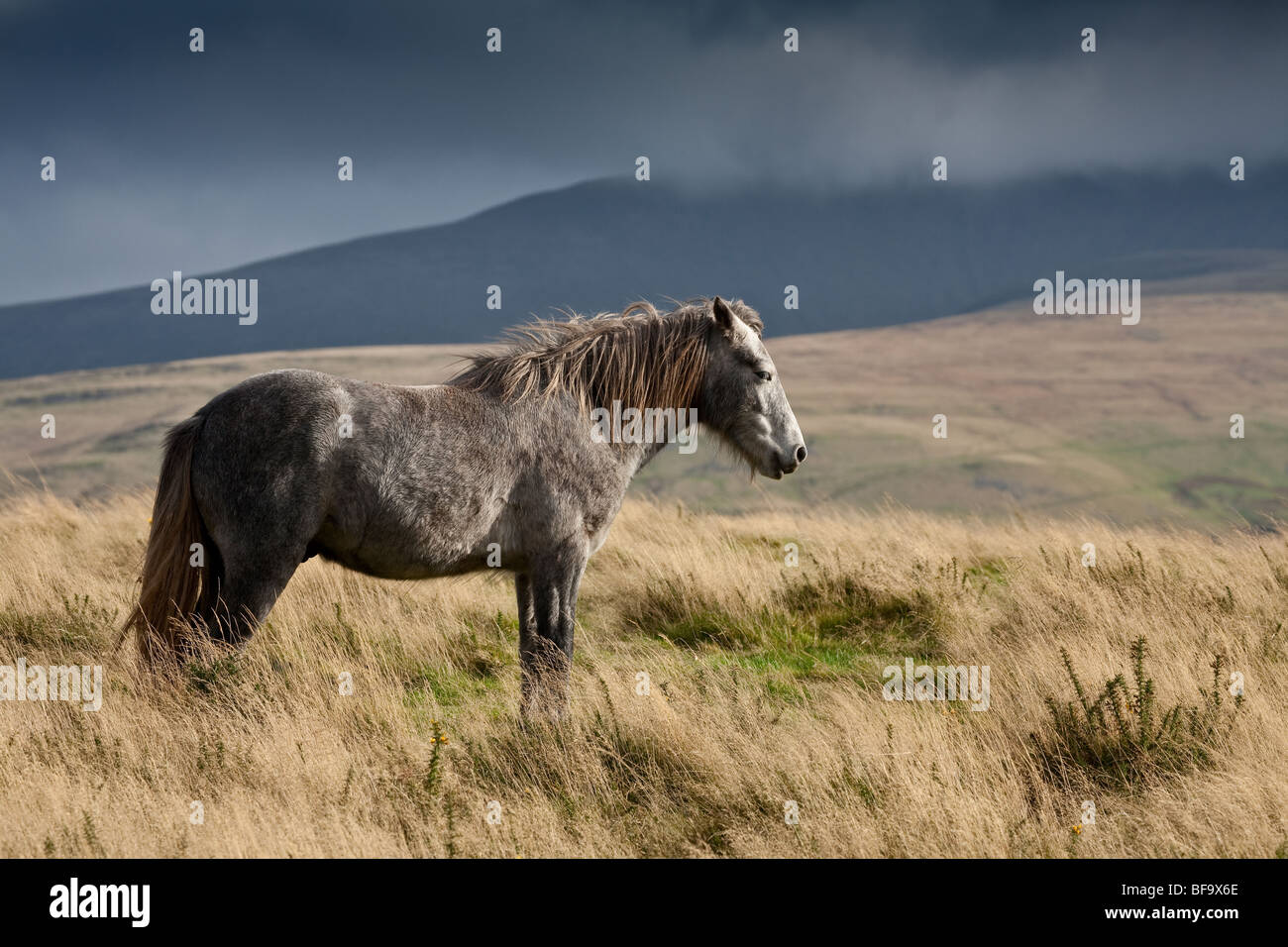 GREY WELSH MOUNTAIN PONY ON MOUNTAINSIDE BRECON BEACONS NATIONAL PARK ...
