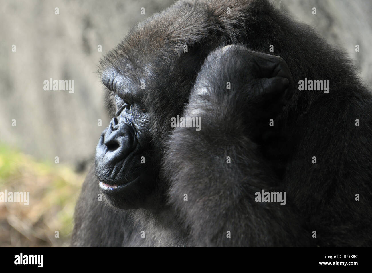 Gorilla face up close hi-res stock photography and images - Alamy
