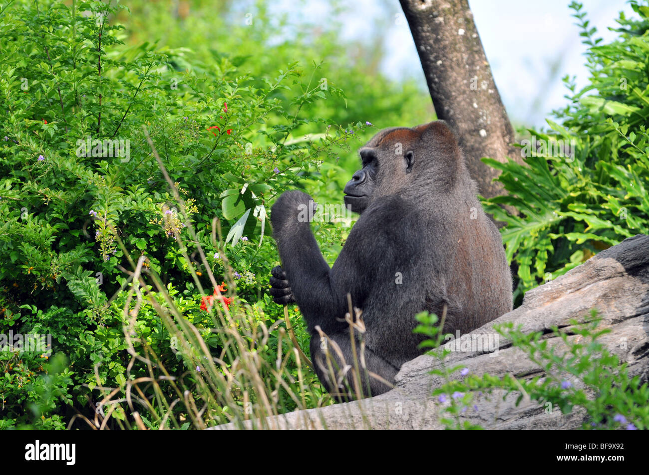 Gorilla in its natural habitat Stock Photo - Alamy