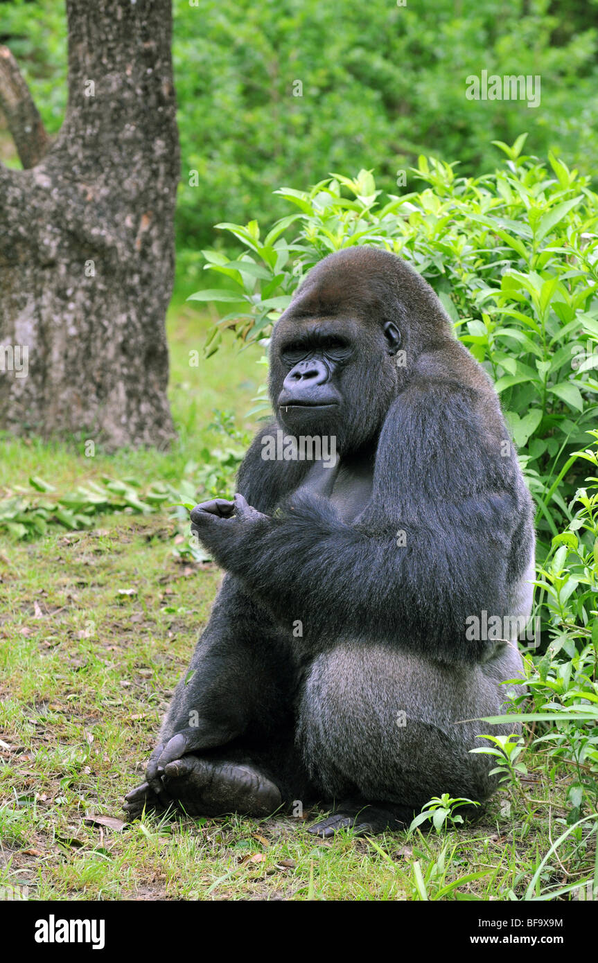 Gorilla sitting hi-res stock photography and images - Alamy