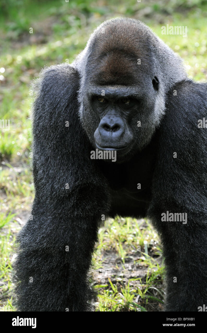 Gorilla up hi-res stock photography and images - Alamy