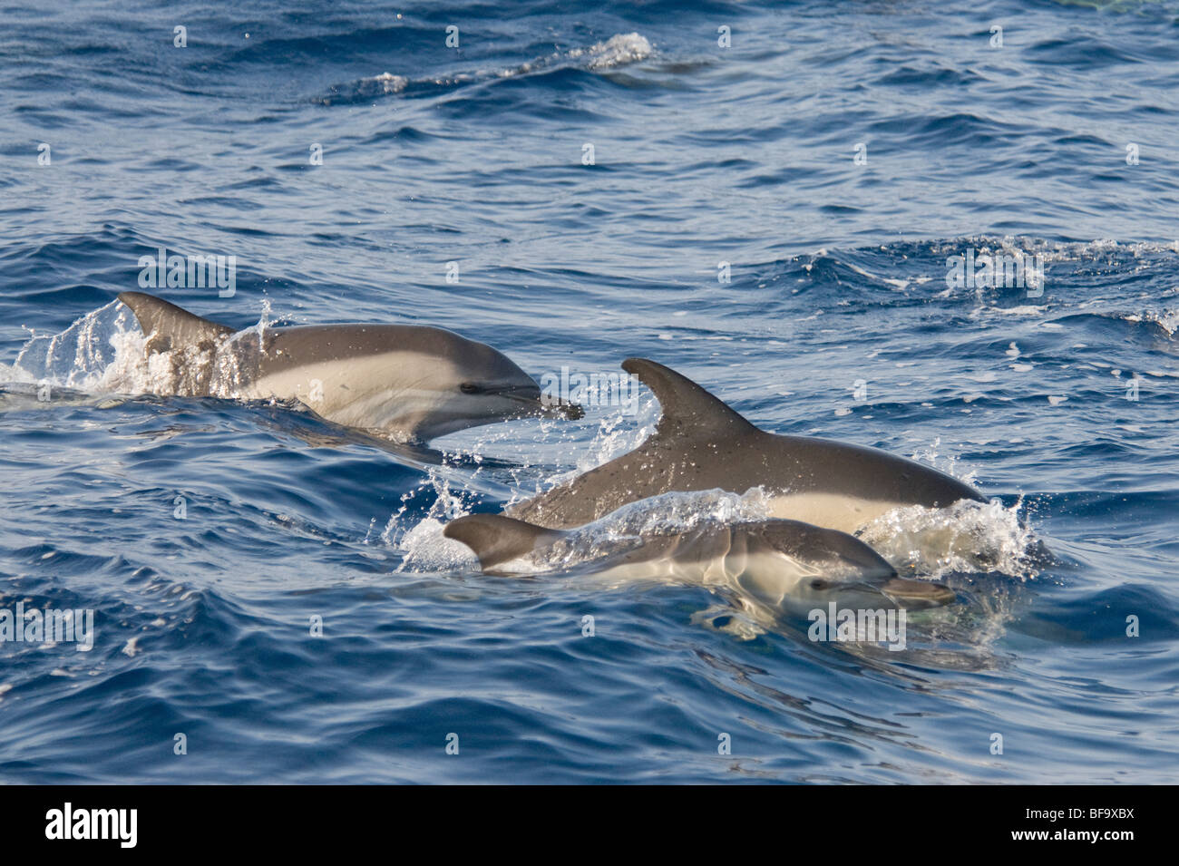 Short-beaked Common Dolphins, Delphinus delphis, porpoising at speed, Azores, Atlantic Ocean ...