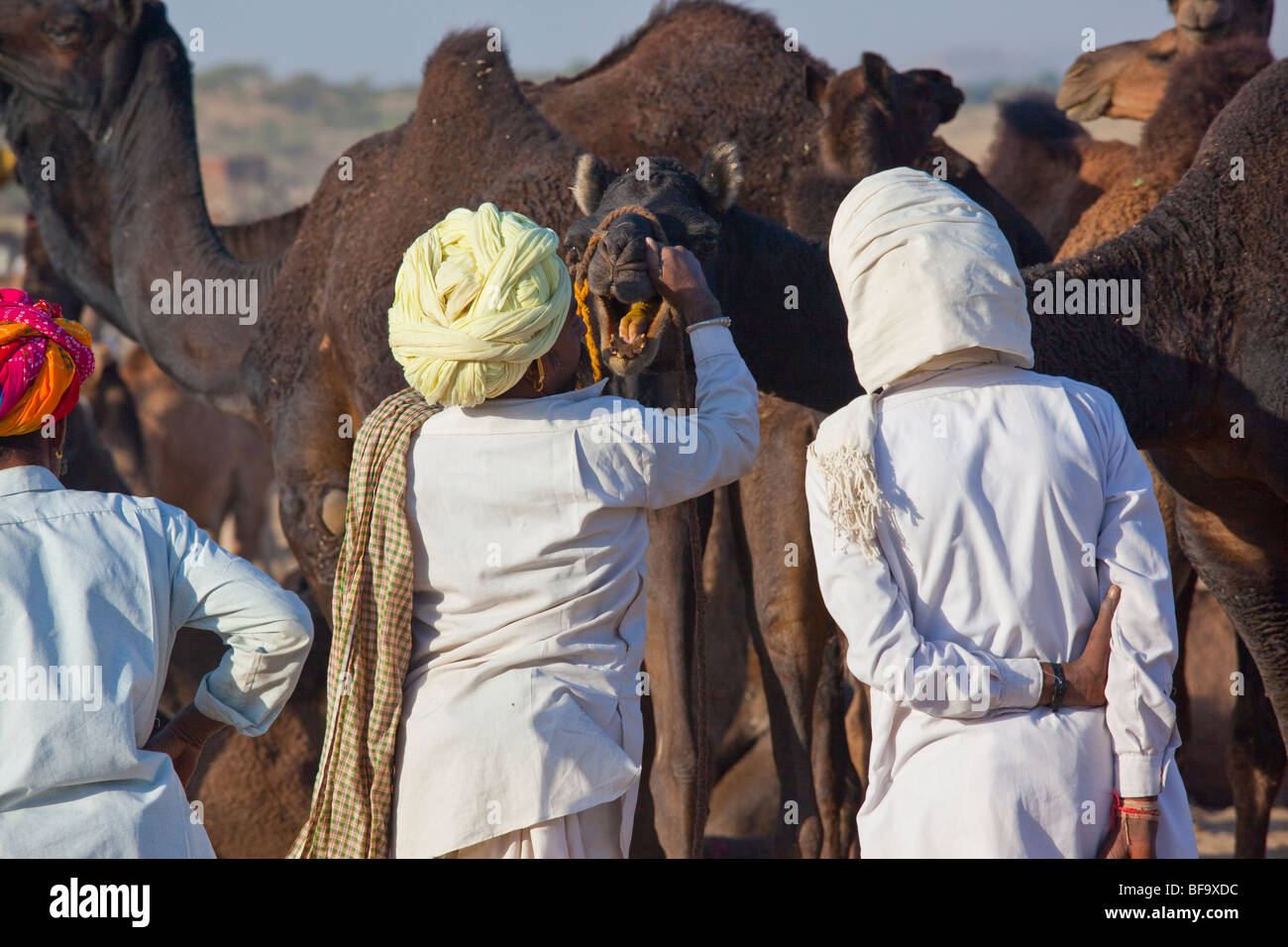 Inspecting Camel High Resolution Stock Photography and Images - Alamy