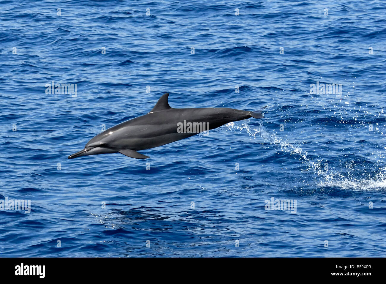 Long Snouted Spinner Dolphin