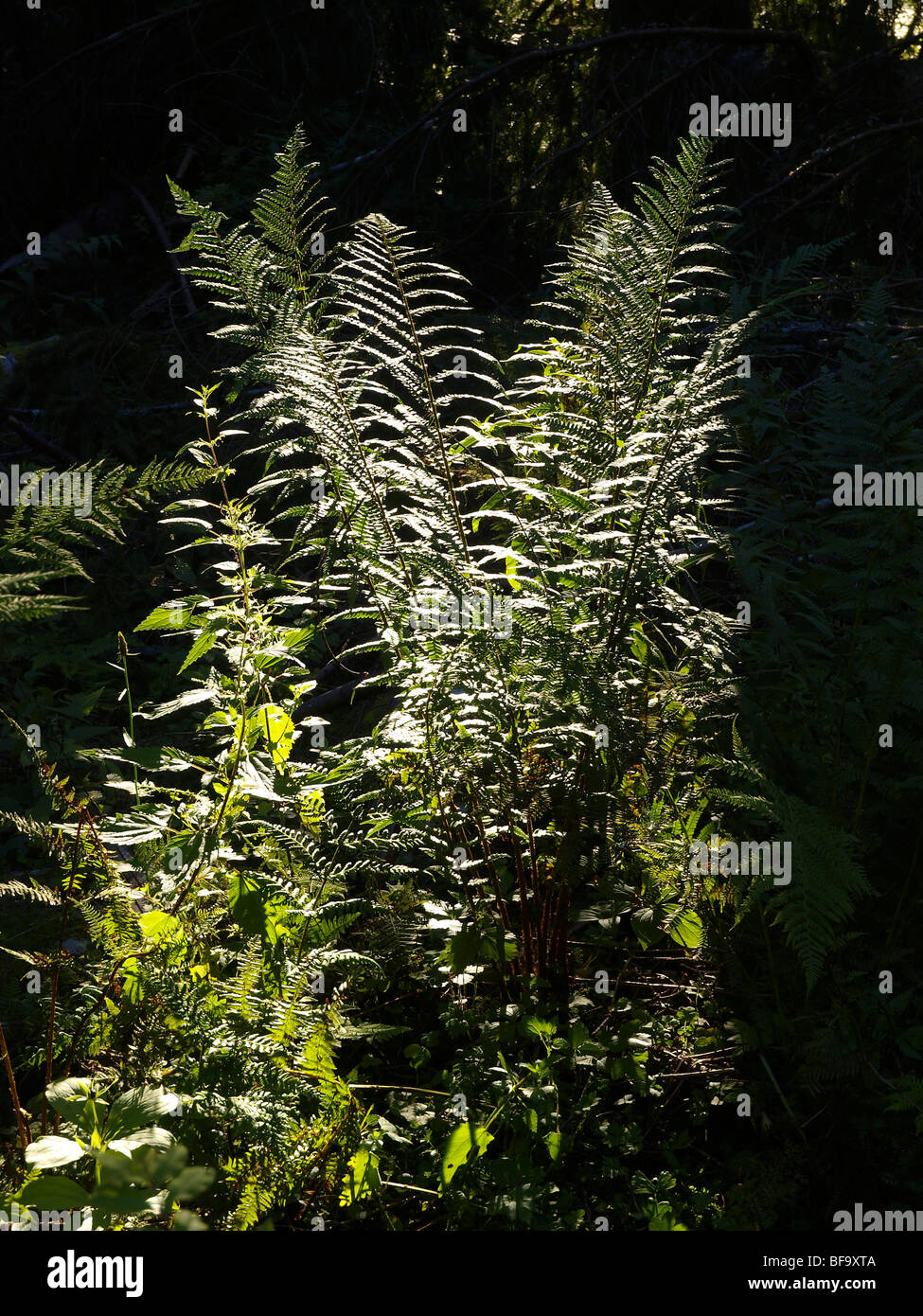 Fern farn hi-res stock photography and images - Alamy