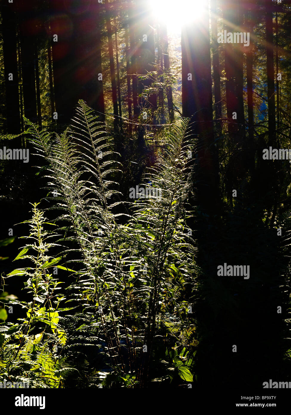farn, forest, sunbeam Stock Photo - Alamy