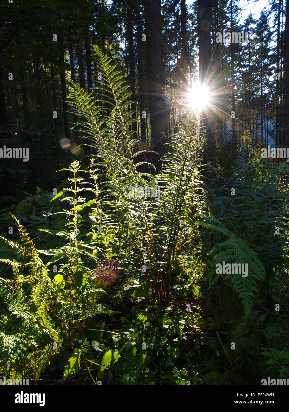farn, forest, sunbeam Stock Photo - Alamy