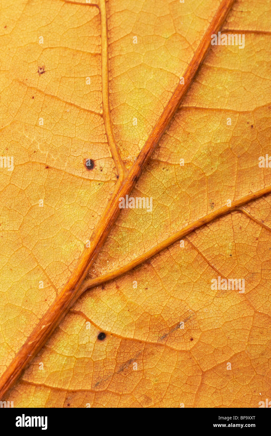 A colorful autumn leaf texture background Stock Photo - Alamy