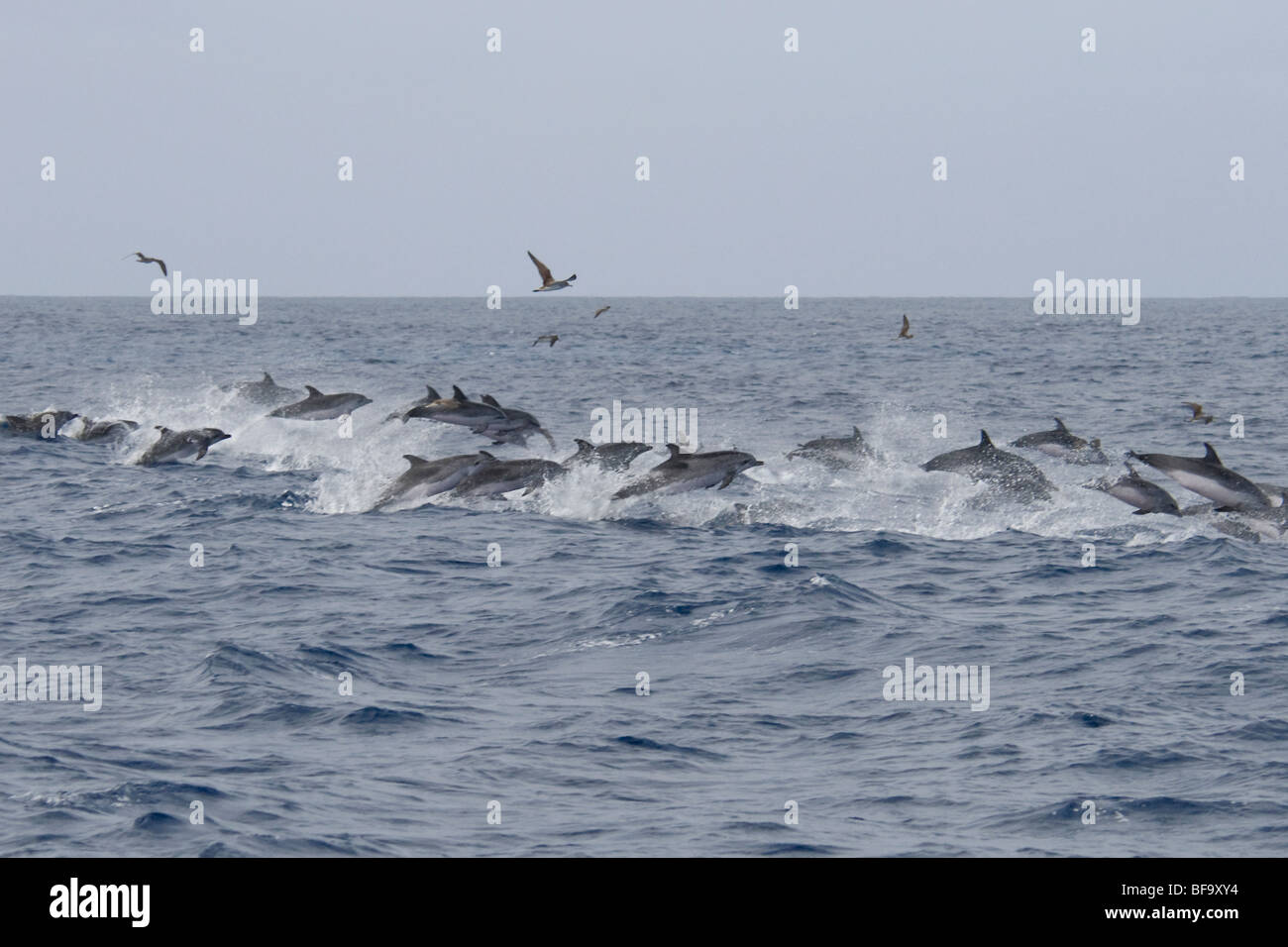 A group of Atlantic Spotted Dolphins, Stenella frontalis, travelling at ...