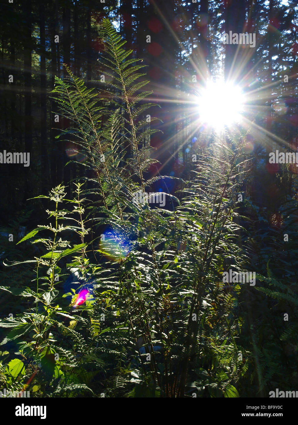 farn, forest, sunbeam Stock Photo - Alamy