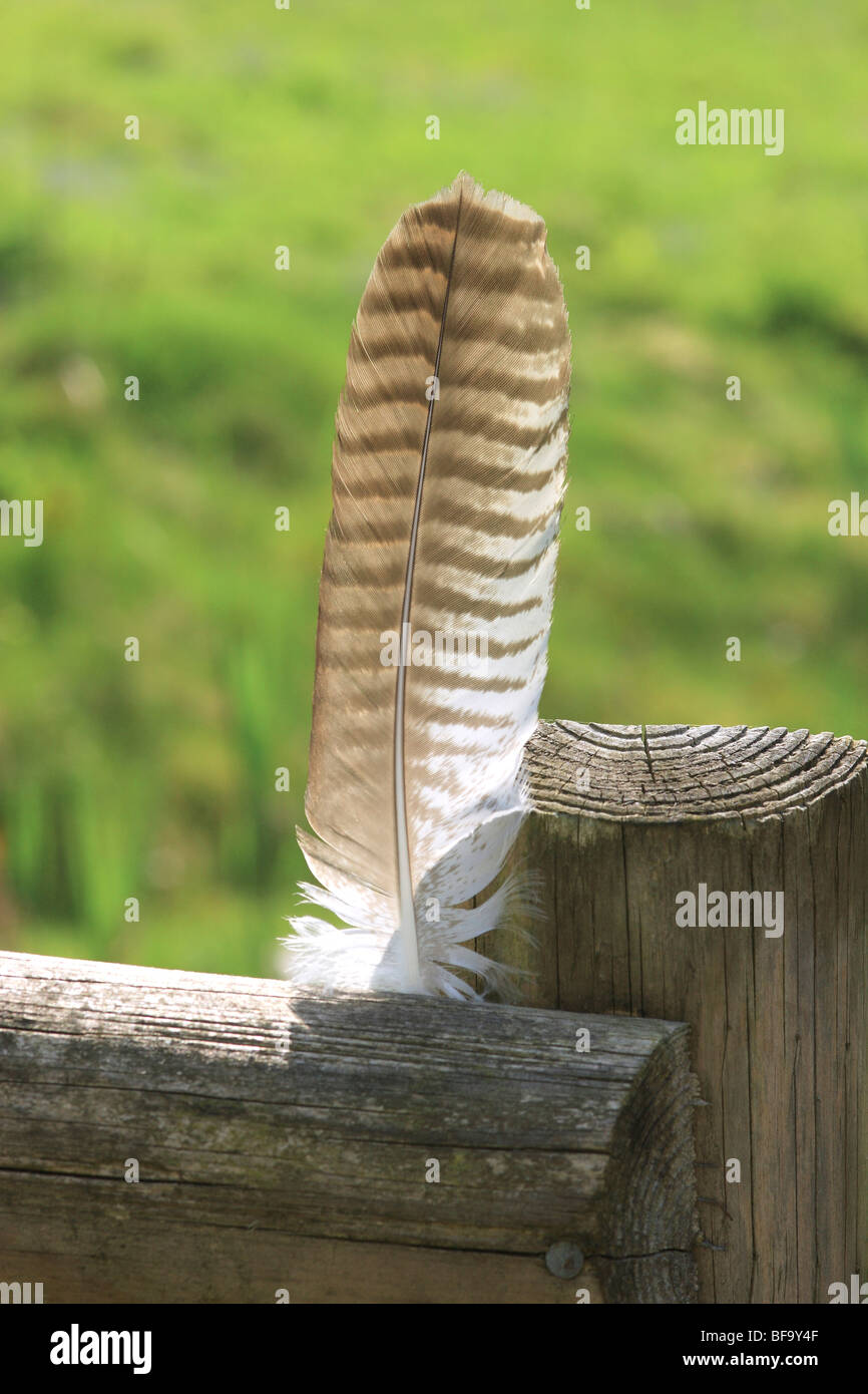 Buzzard feather hi-res stock photography and images - Alamy