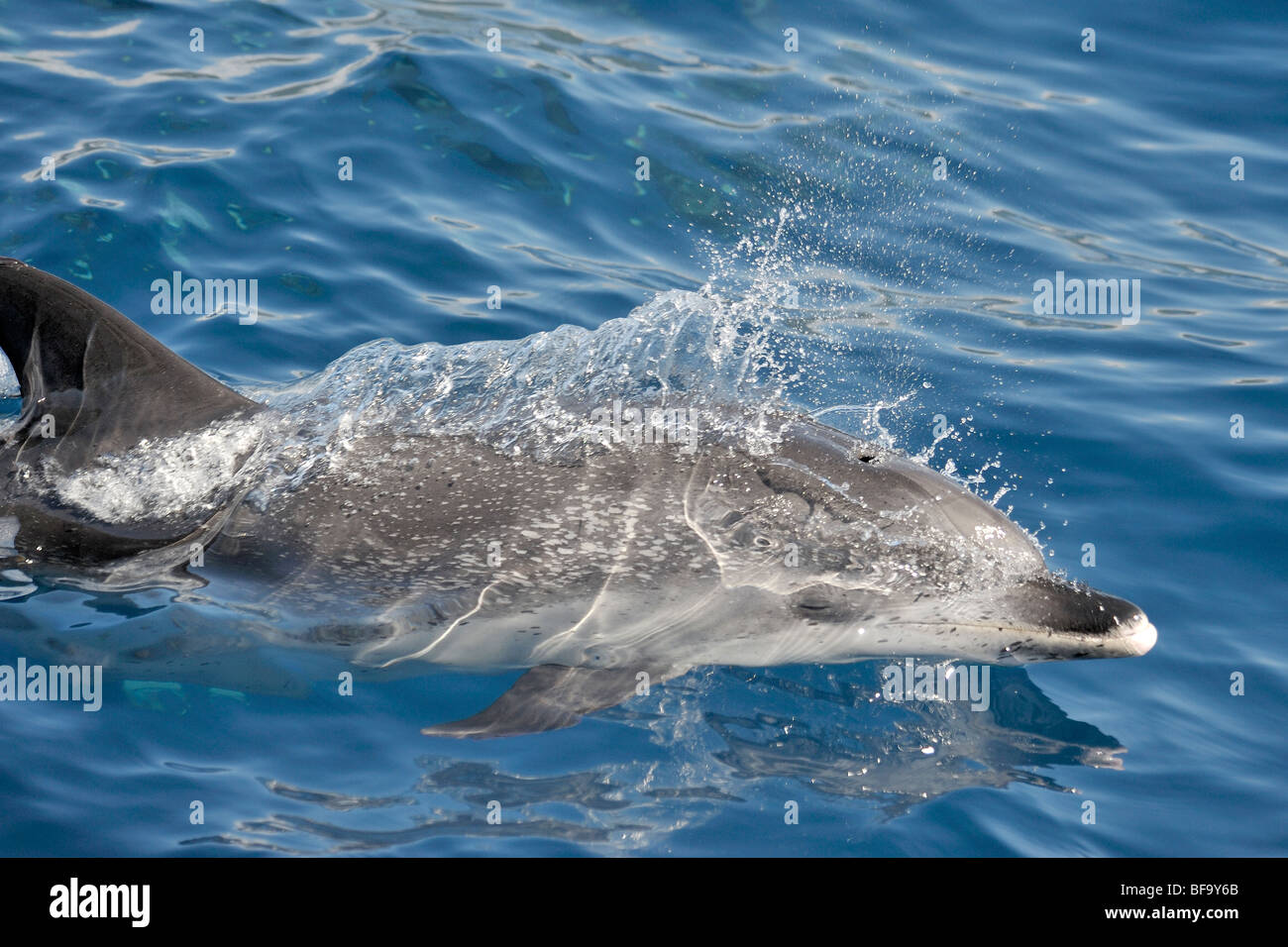 Atlantic Spotted Dolphin, Stenella frontalis, surfacing to breathe ...