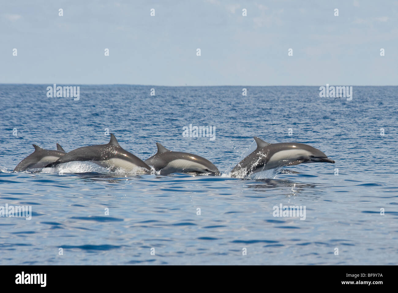 A group of Short-beaked Common Dolphin, Delphinus delphis, porpoising ...
