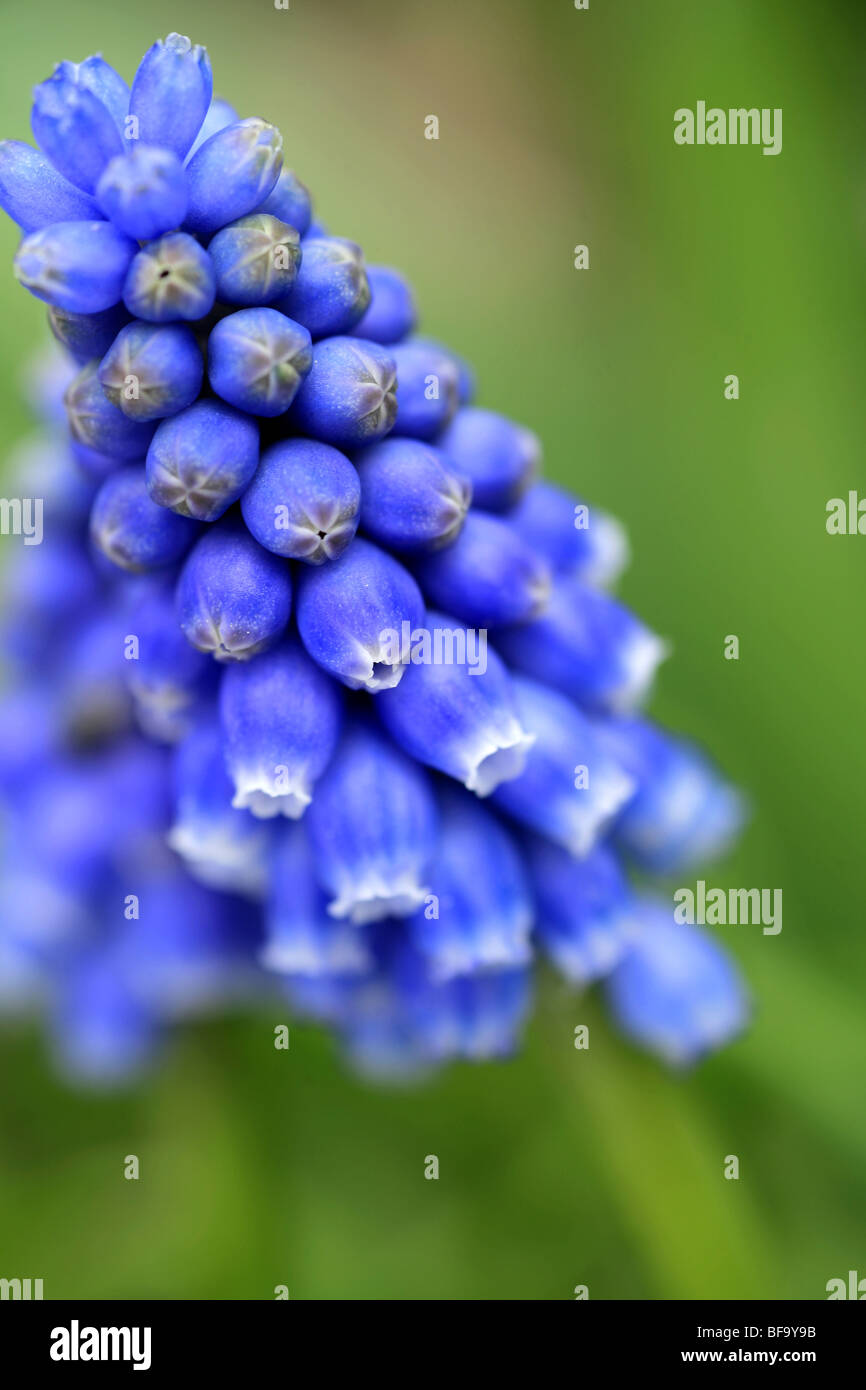 Close up of a dense spike of tiny blue flowers against a green ...