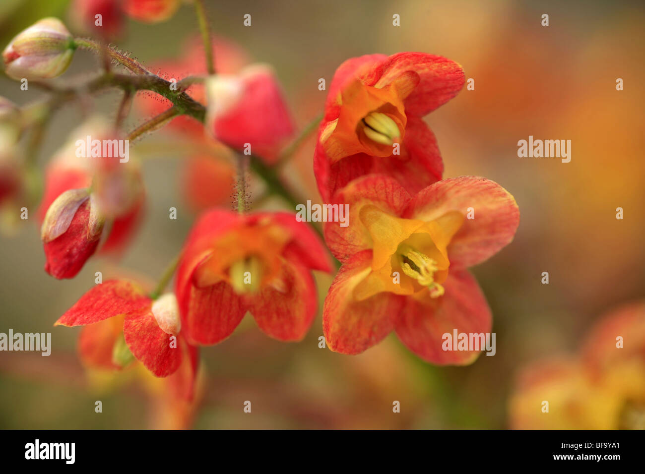 Cup shaped flowers hi-res stock photography and images - Alamy
