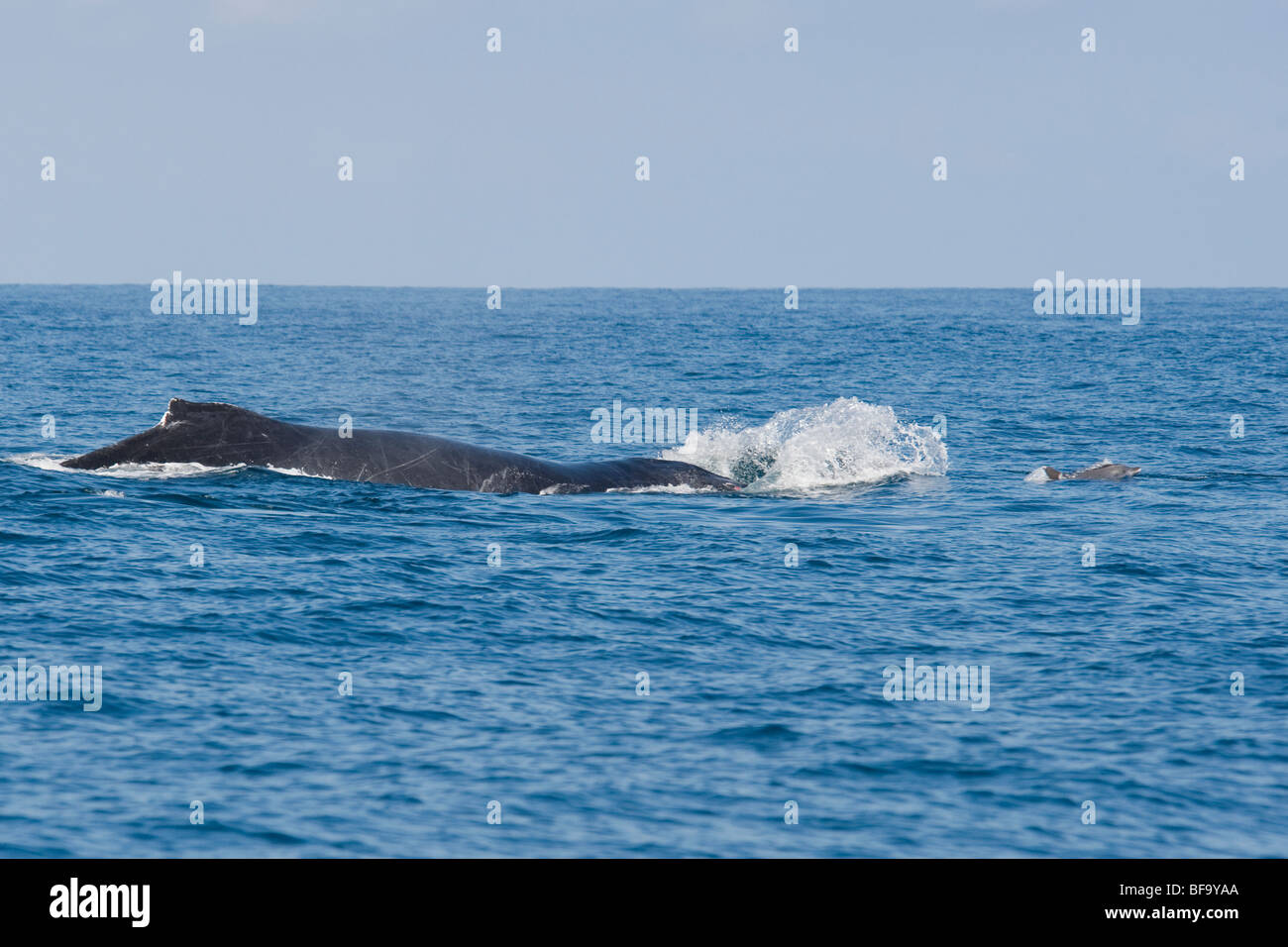 Rough-toothed Dolphin, Steno bredanensis riding the pressure wave in ...