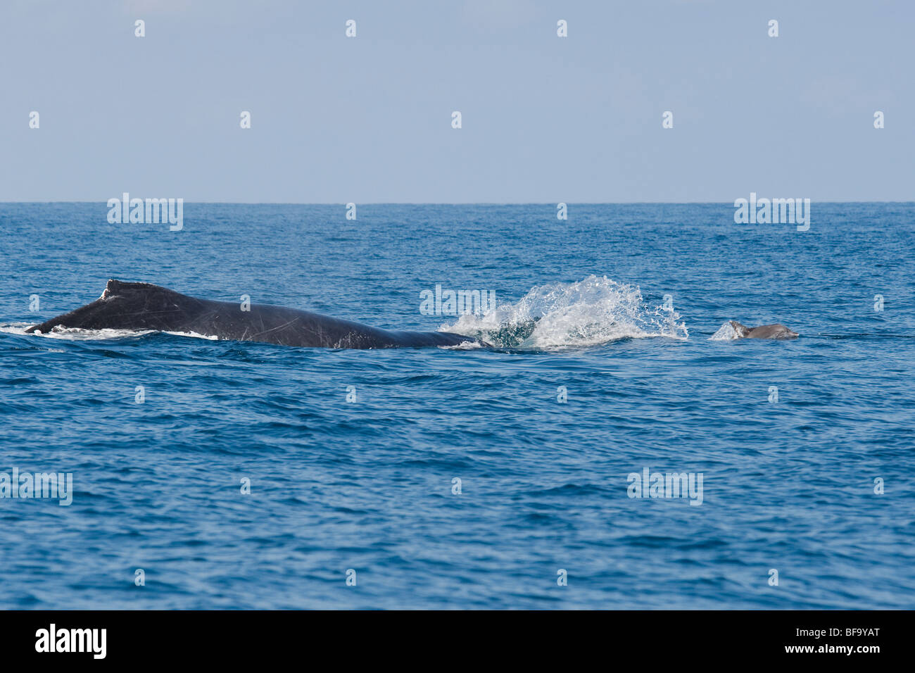Rough-toothed Dolphin, Steno bredanensis riding the pressure wave in ...