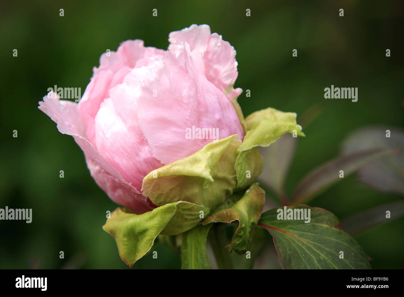 Tree Peony Flower High Resolution Stock Photography and Images - Alamy