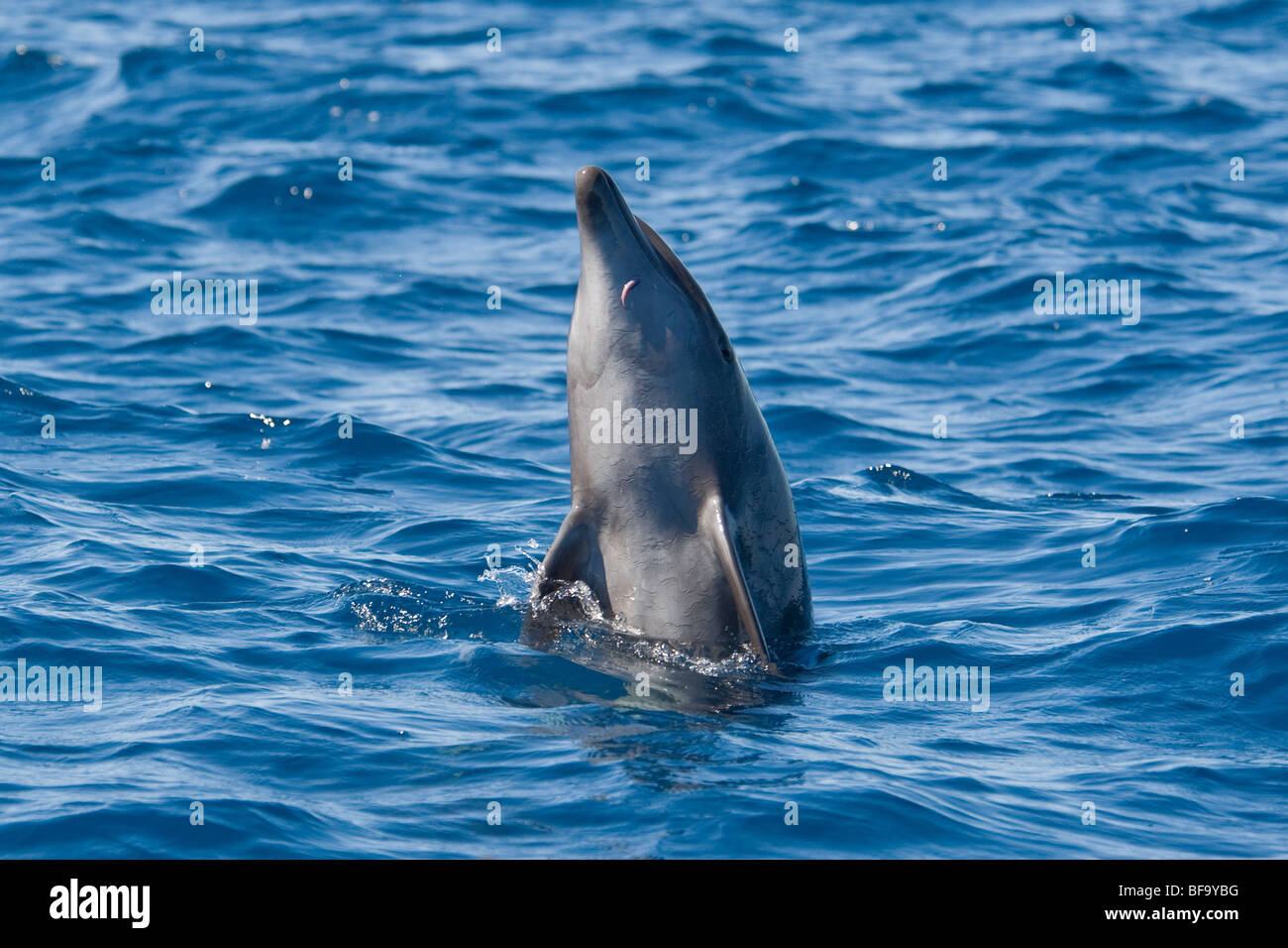 Common Bottlenose Dolphin, Tursiops truncatus, spyhopping, Costa Rica ...