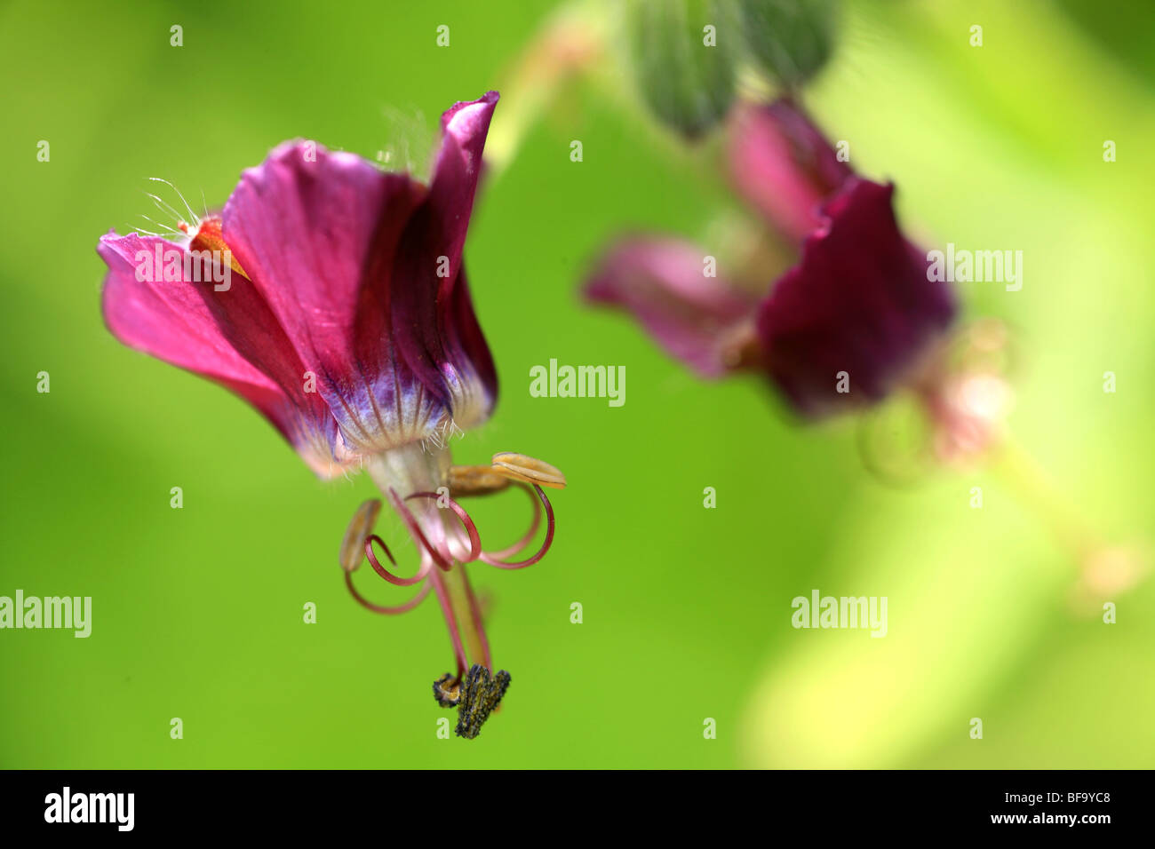 Deep purple flowers hi-res stock photography and images - Alamy