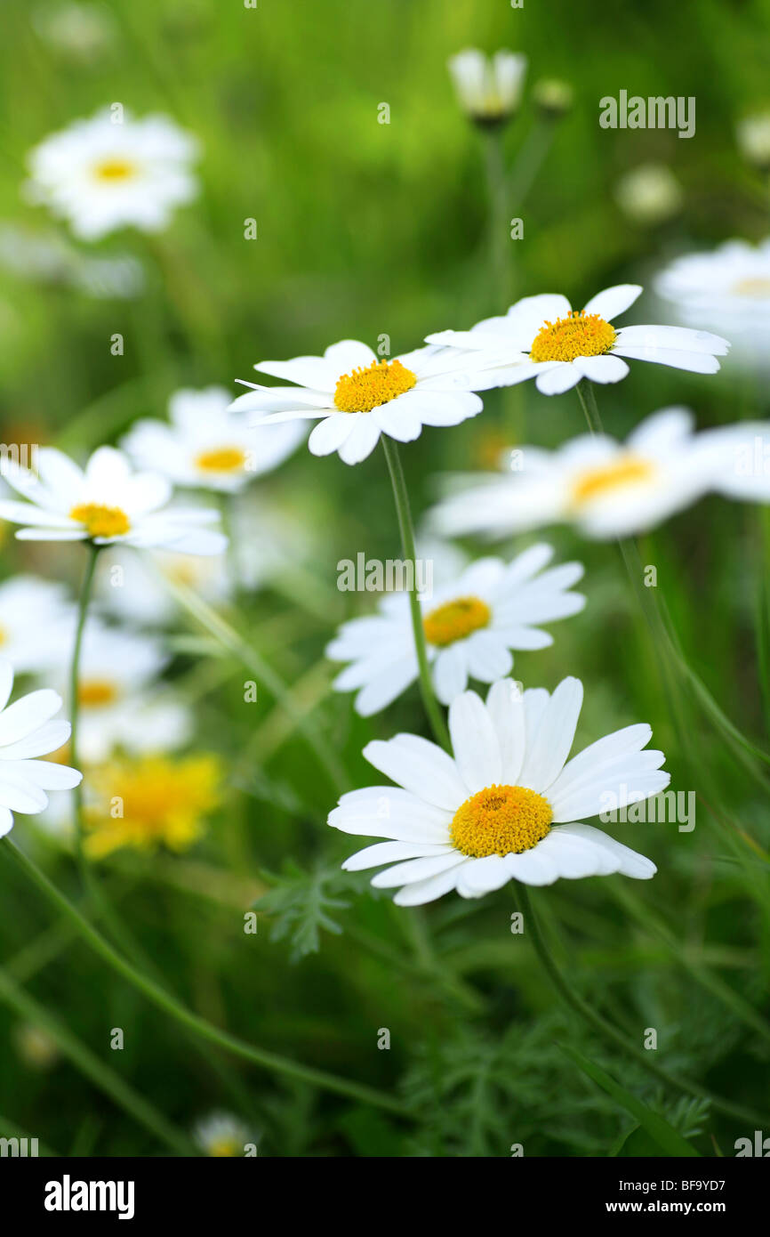 Profile of white daisy like flowers on long slender stems Stock Photo ...