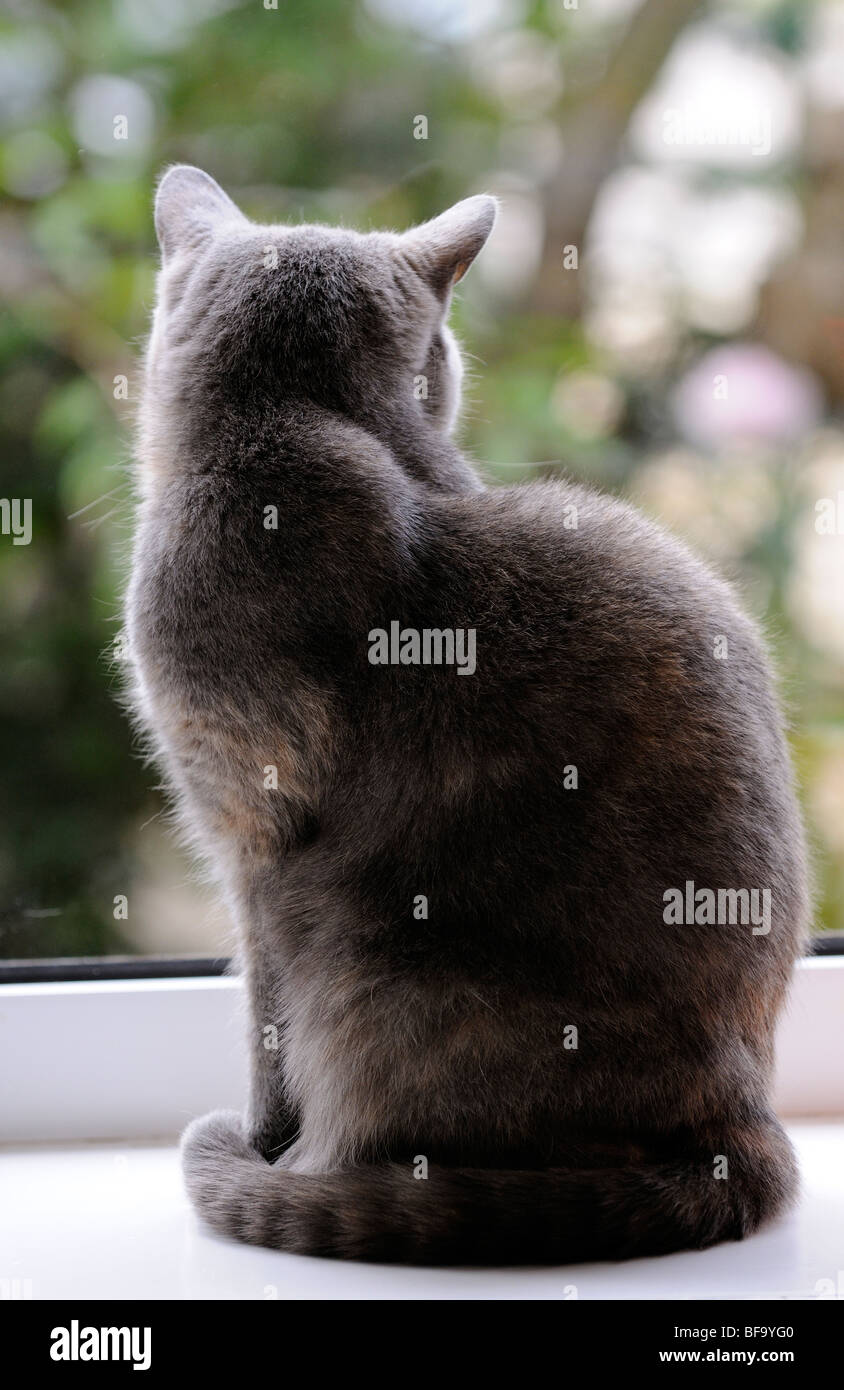 Cat looking out of a window towards the garden Stock Photo - Alamy