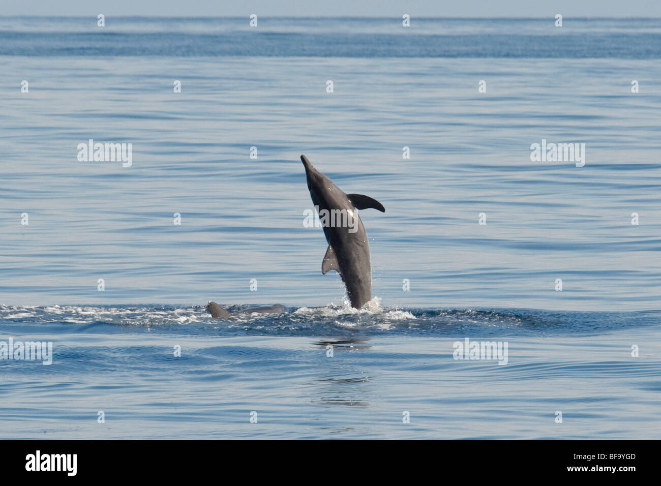 Rough-toothed Dolphin, Steno bredanensis, breaching, Costa Rica ...