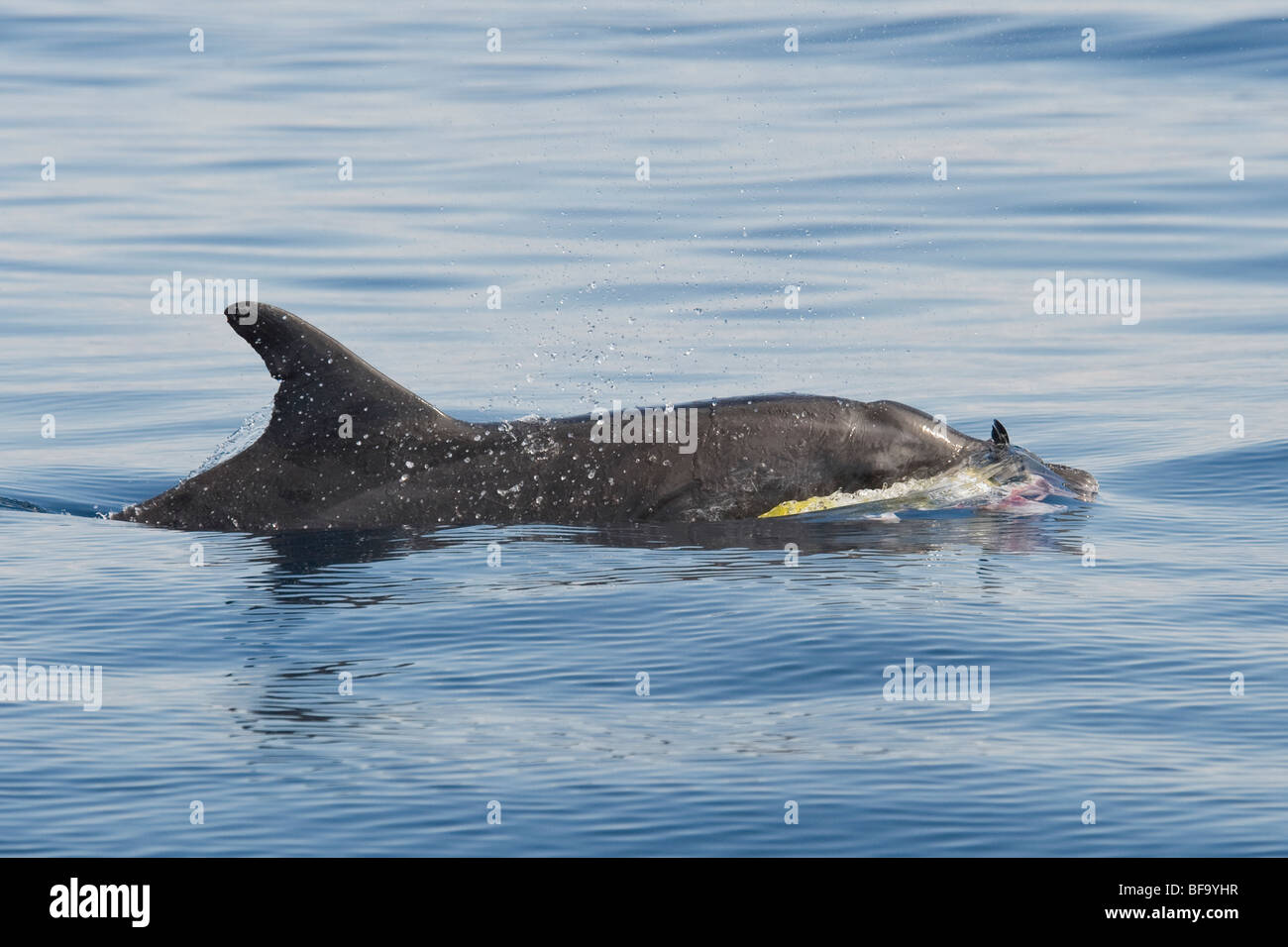 Rough toothed dolphin steno bredanensis hi-res stock photography and ...